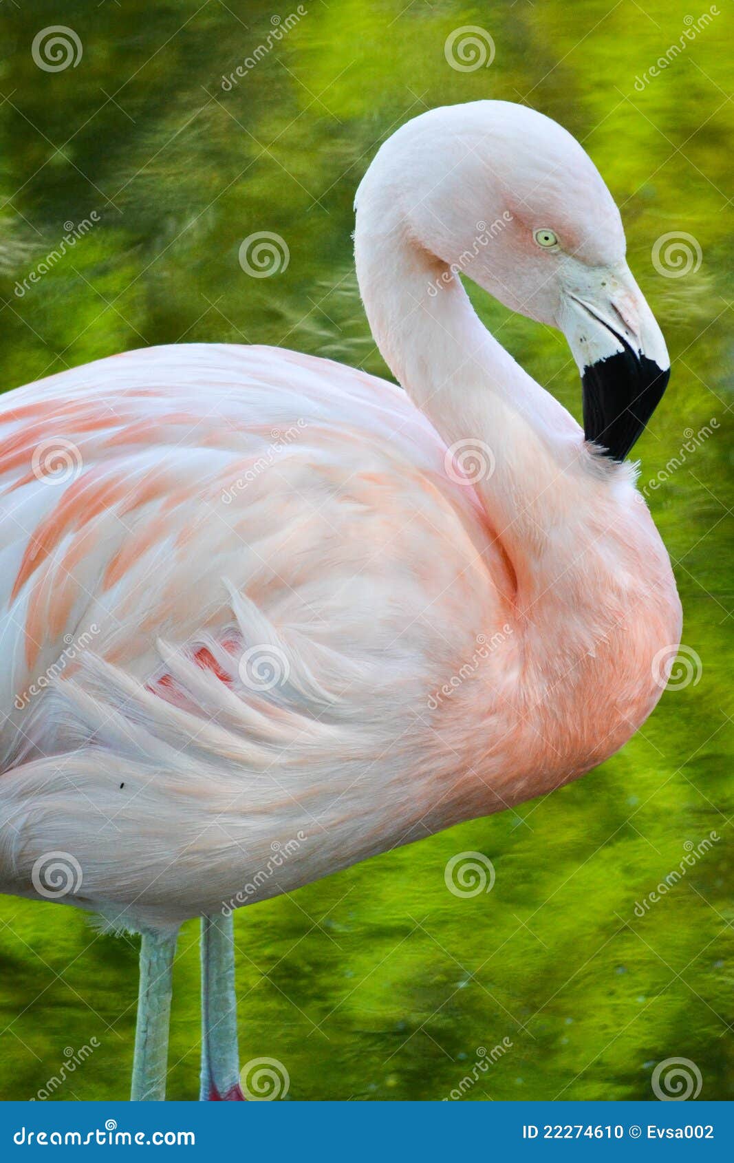 Flamingo cor-de-rosa foto de stock. Imagem de bonito - 22274610