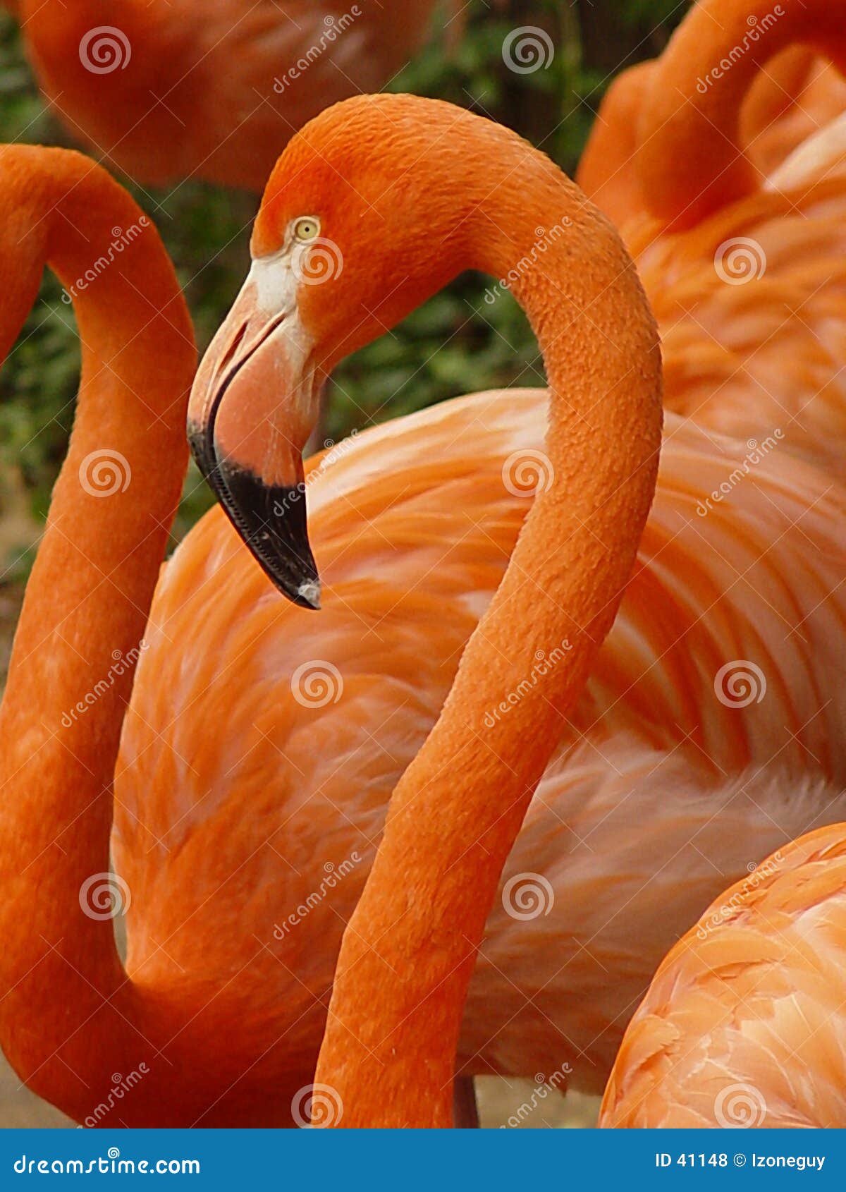 Flamingo cor-de-rosa foto de stock. Imagem de flamingos - 41148