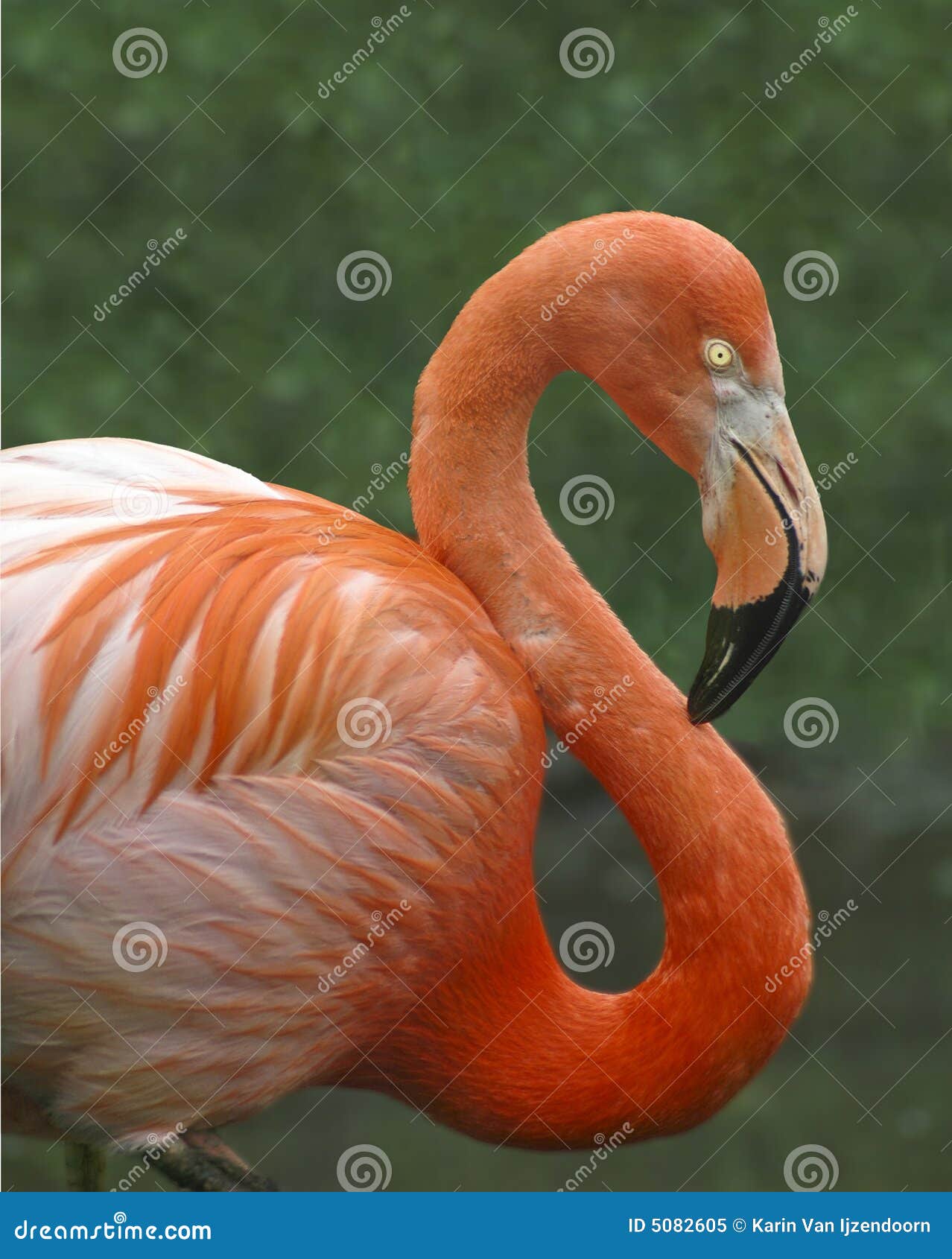 Flamingo cor-de-rosa imagem de stock. Imagem de penas - 5082605
