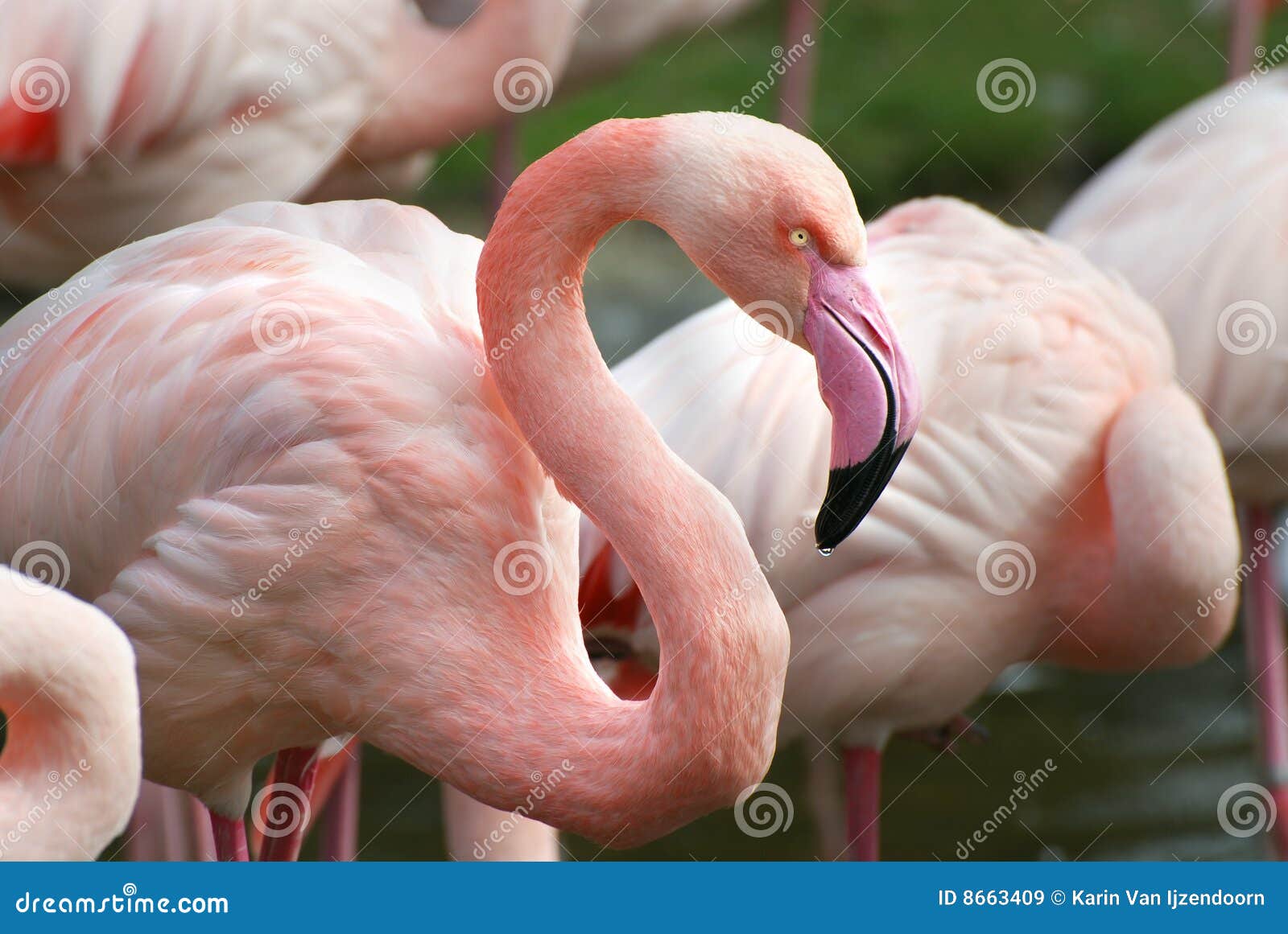 Flamingo cor-de-rosa imagem de stock. Imagem de brilhante - 8663409