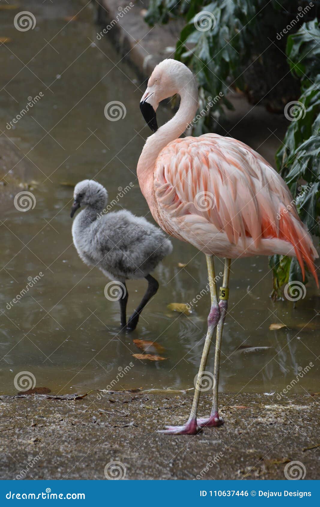 Flamingo Cor-de-rosa Amerian Bonito Com Penas Impressionantes Foto de ...