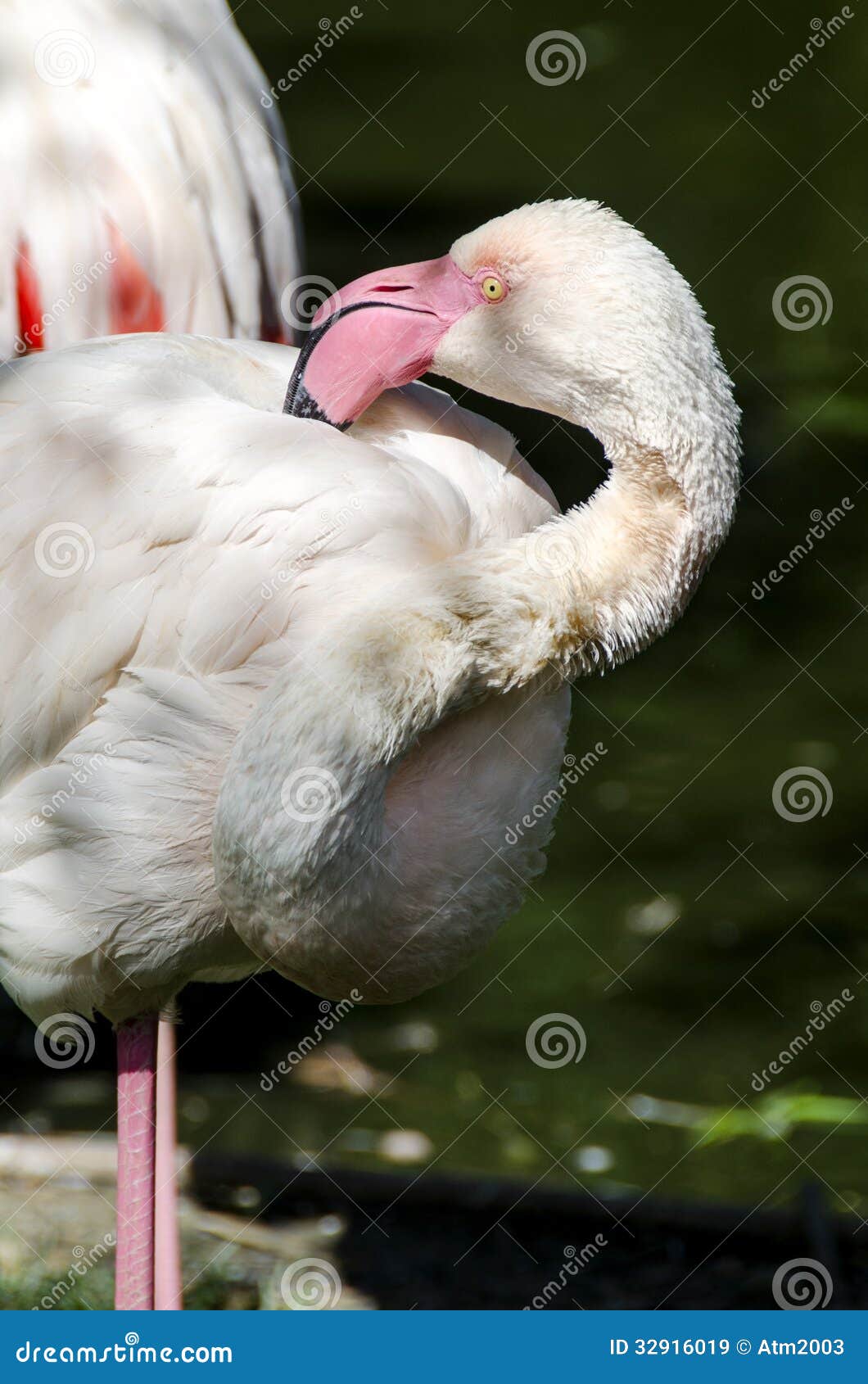 Flamingo Cor-de-rosa Bonito Imagem de Stock - Imagem de lagoa, bonito ...
