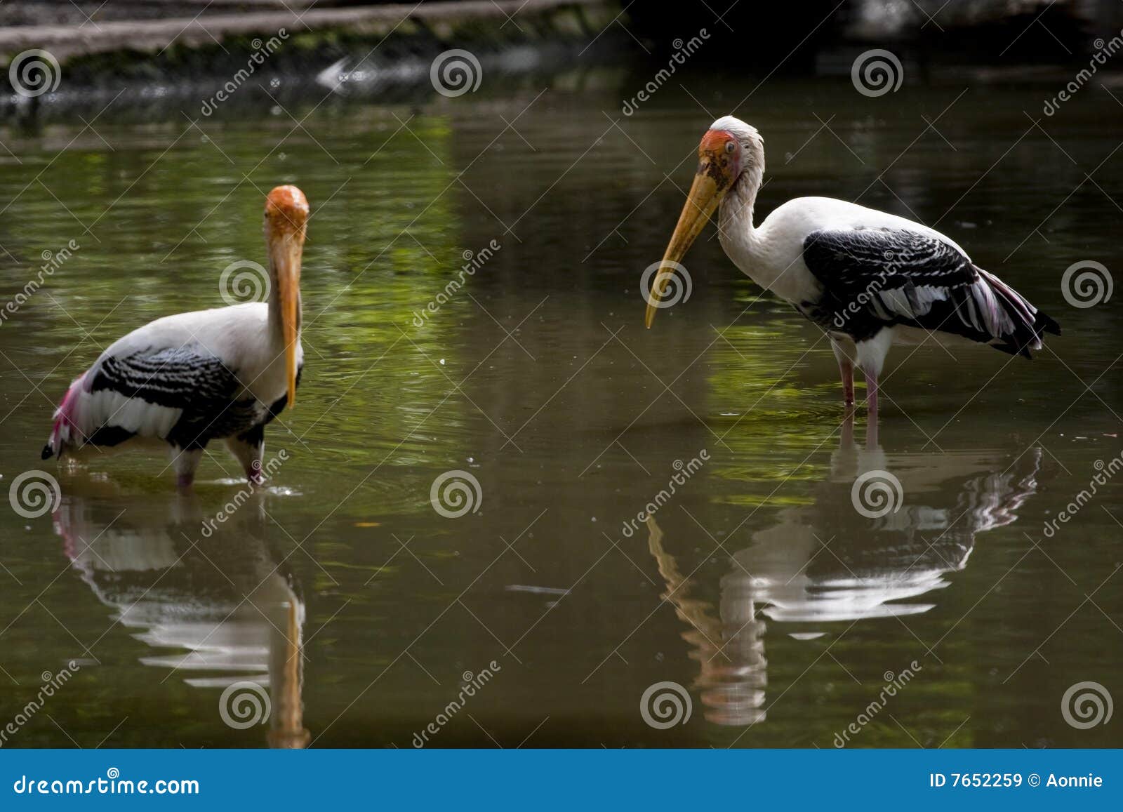 Flamingo_couple stock image. Image of park, stare, travel - 7652259
