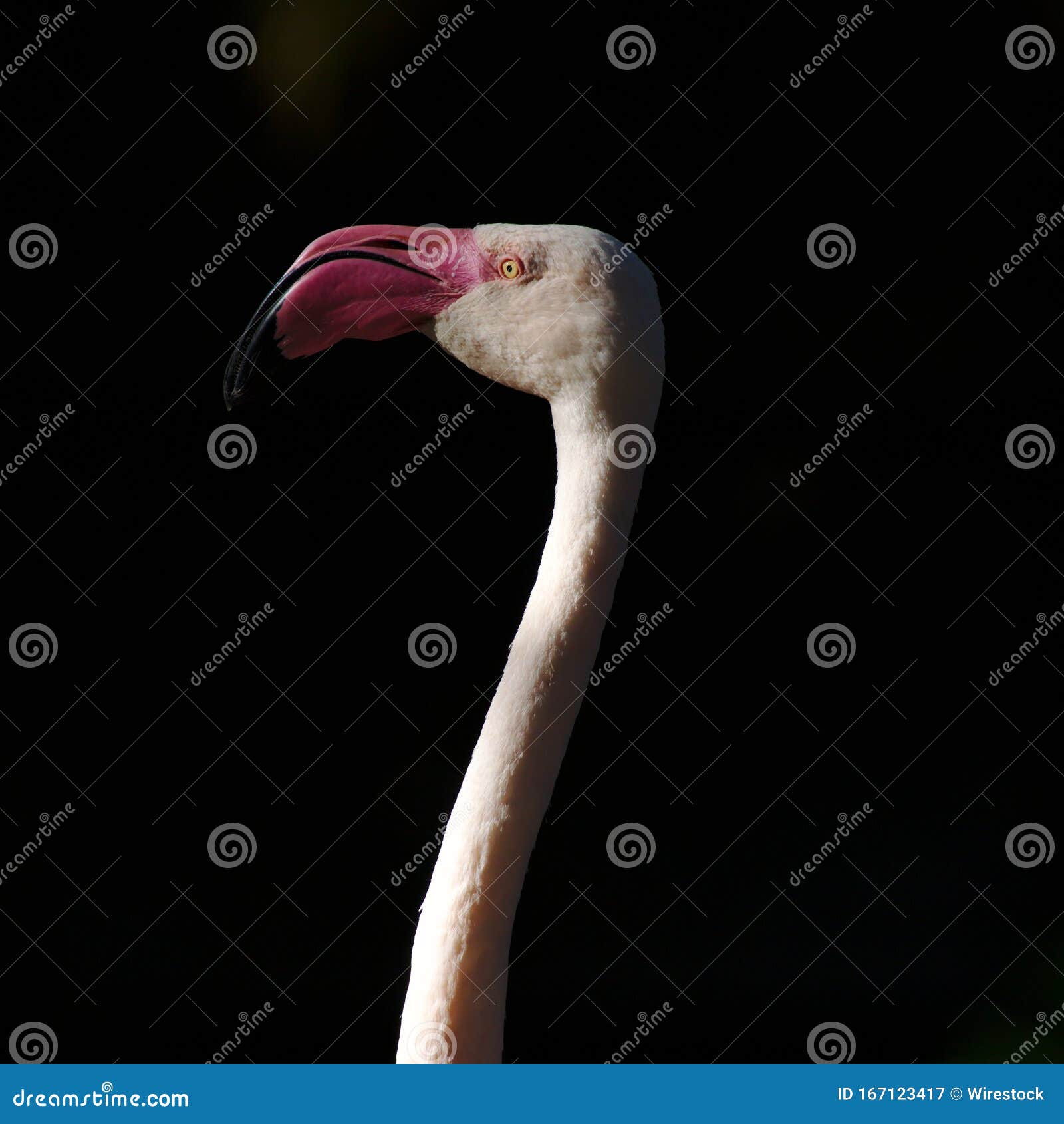 Flamingo on Dark Background Stock Image - Image of animal, profile ...