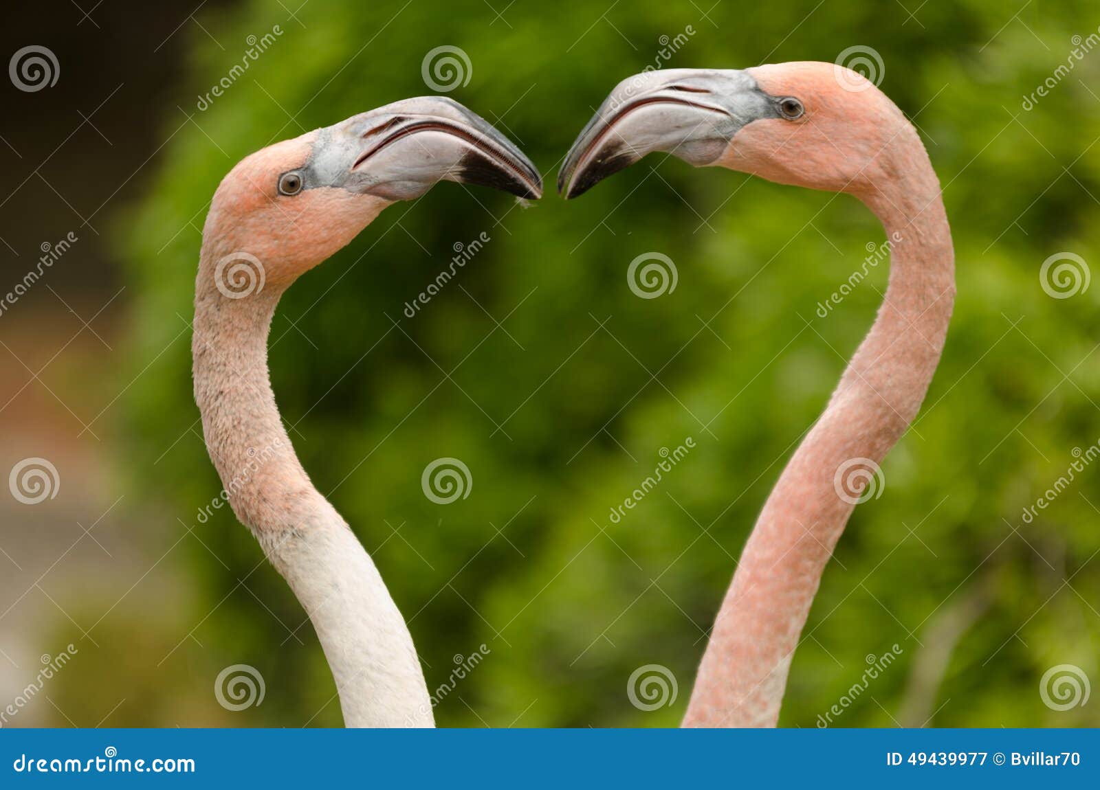 Flamingo stock image. Image of birding, beak, details - 49439977