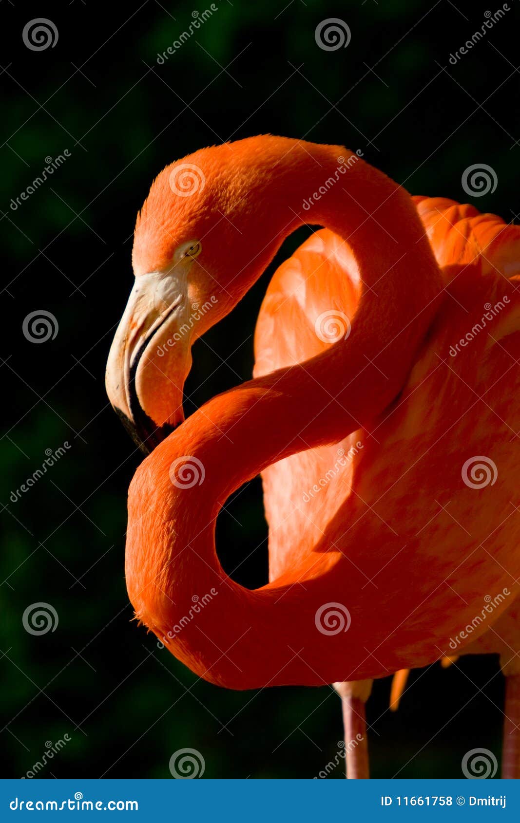 Flamingo Dollar stock photo. Image of colorful, detail - 11661758