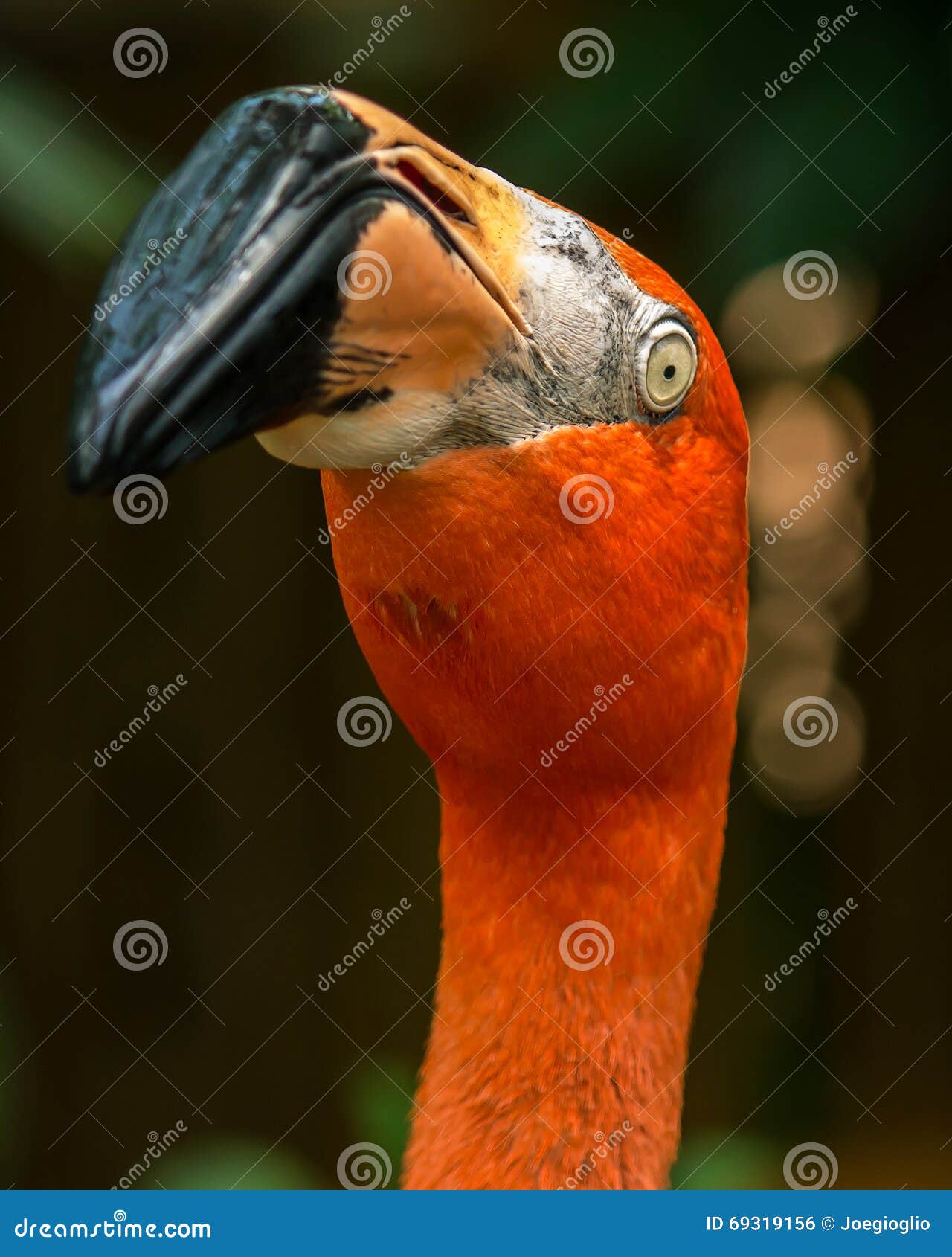Flamingo face stock photo. Image of face, seabird, closeup - 69319156