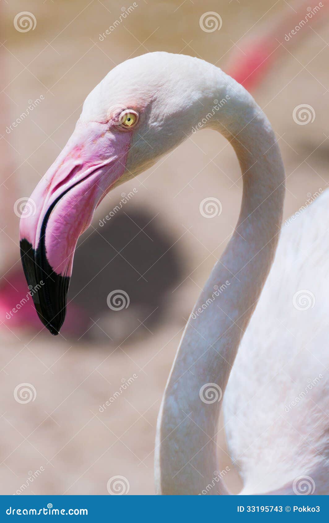 Flamingo face stock image. Image of phoenicopterus, pink - 33195743