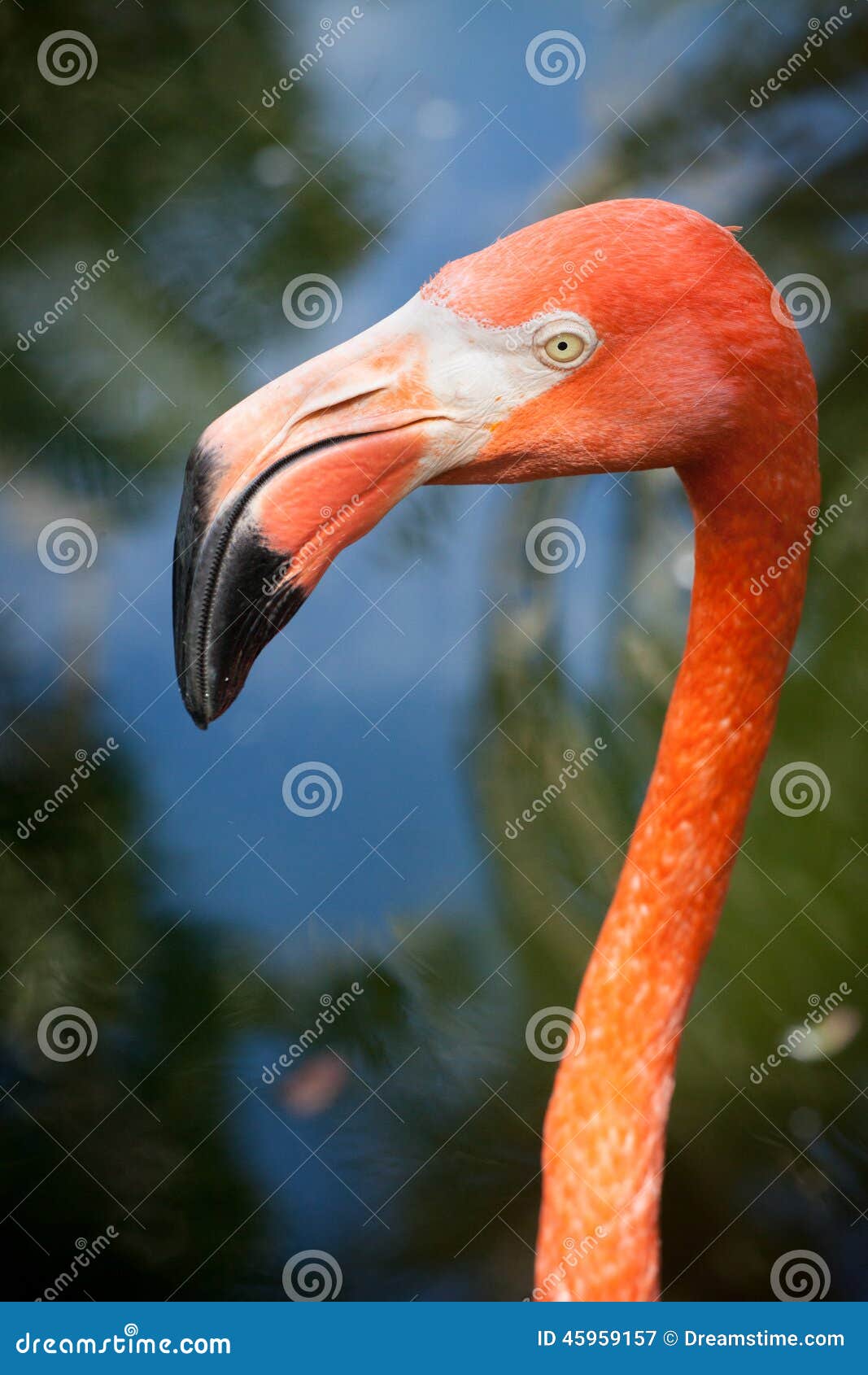 Flamingo face stock image. Image of fowl, flamingo, portrait - 45959157