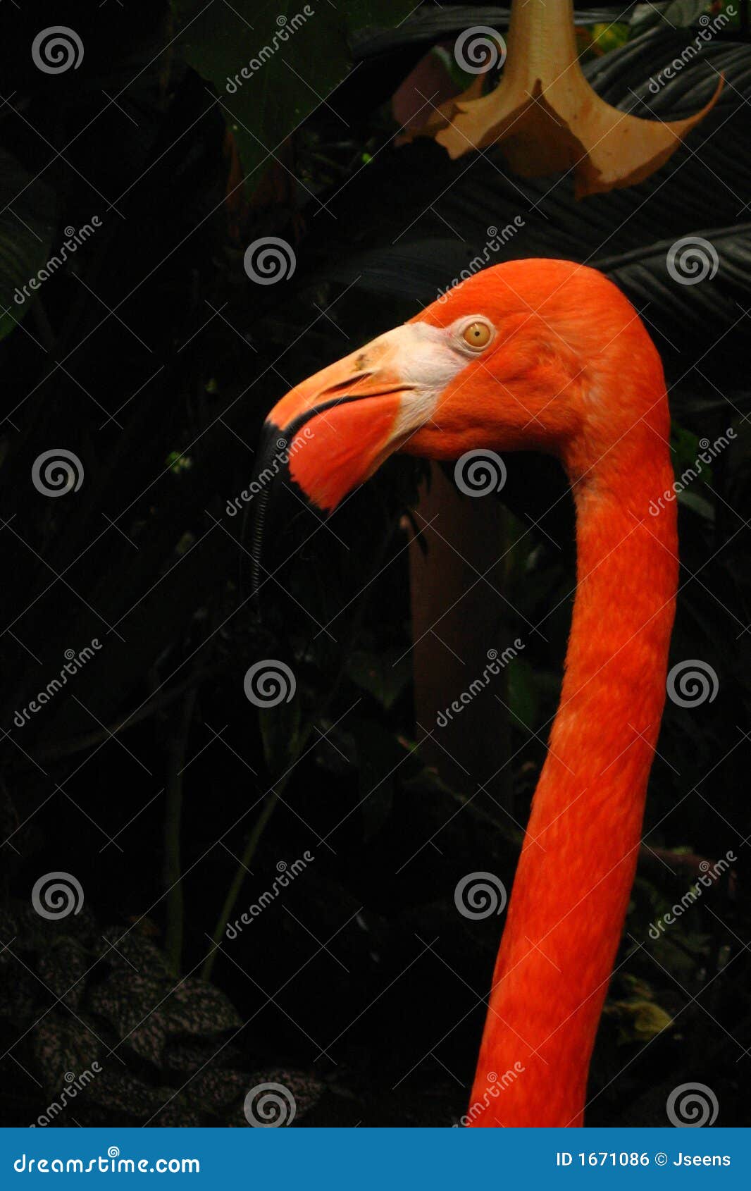 Flamingo Face Profile stock photo. Image of animal, strong - 1671086