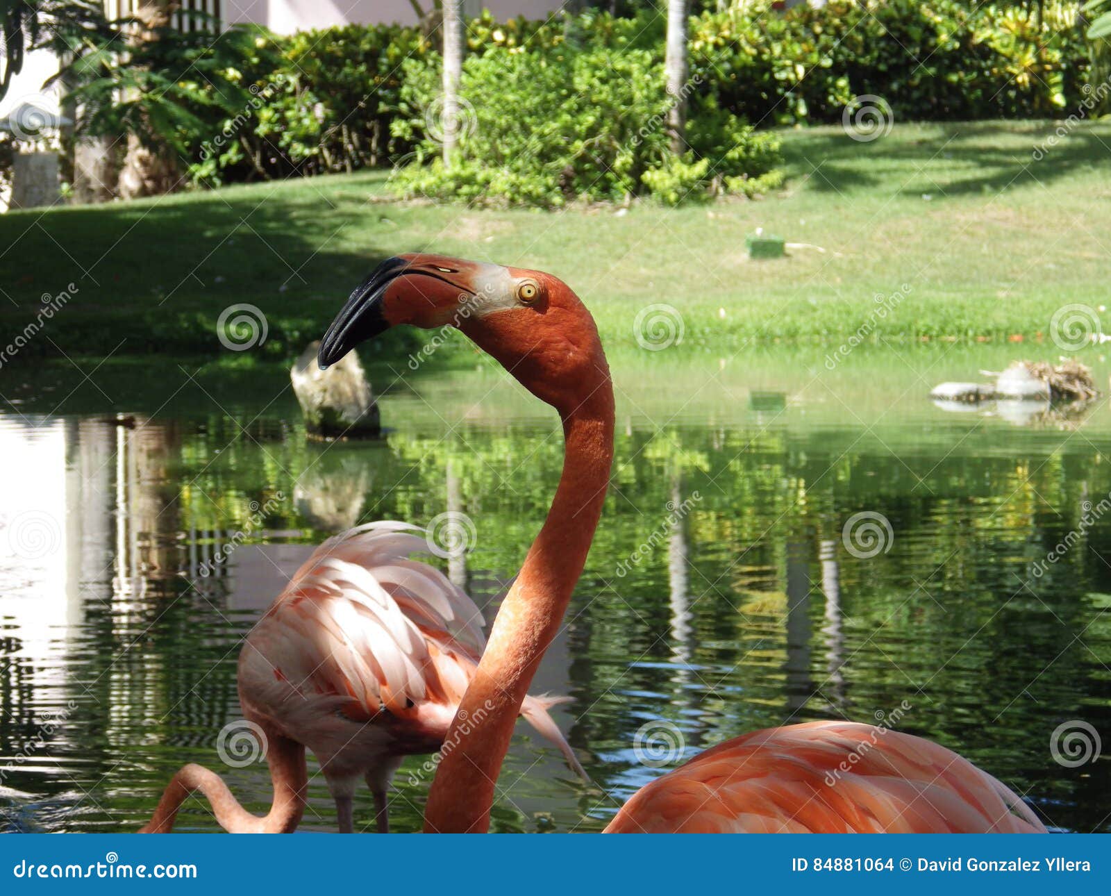 Flamingo face stock photo. Image of rosa, dominican, eyes - 84881064