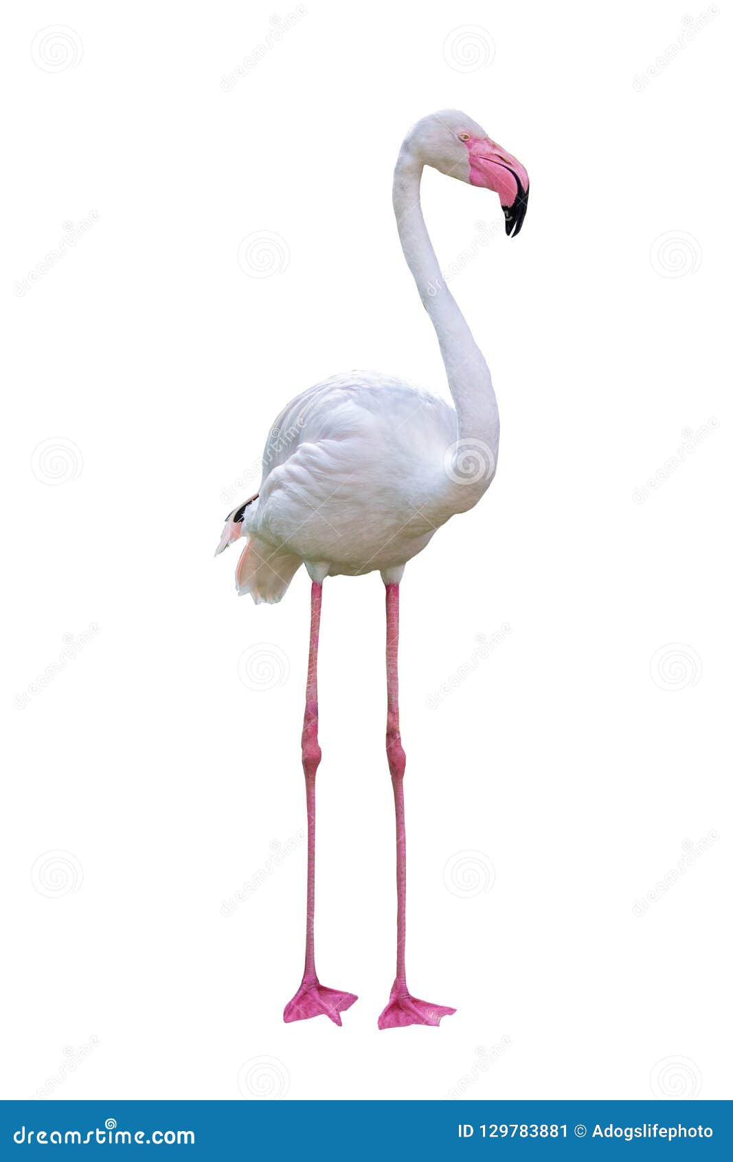 Flamingo Facing Side Extracted Stock Image - Image of nature, profile ...