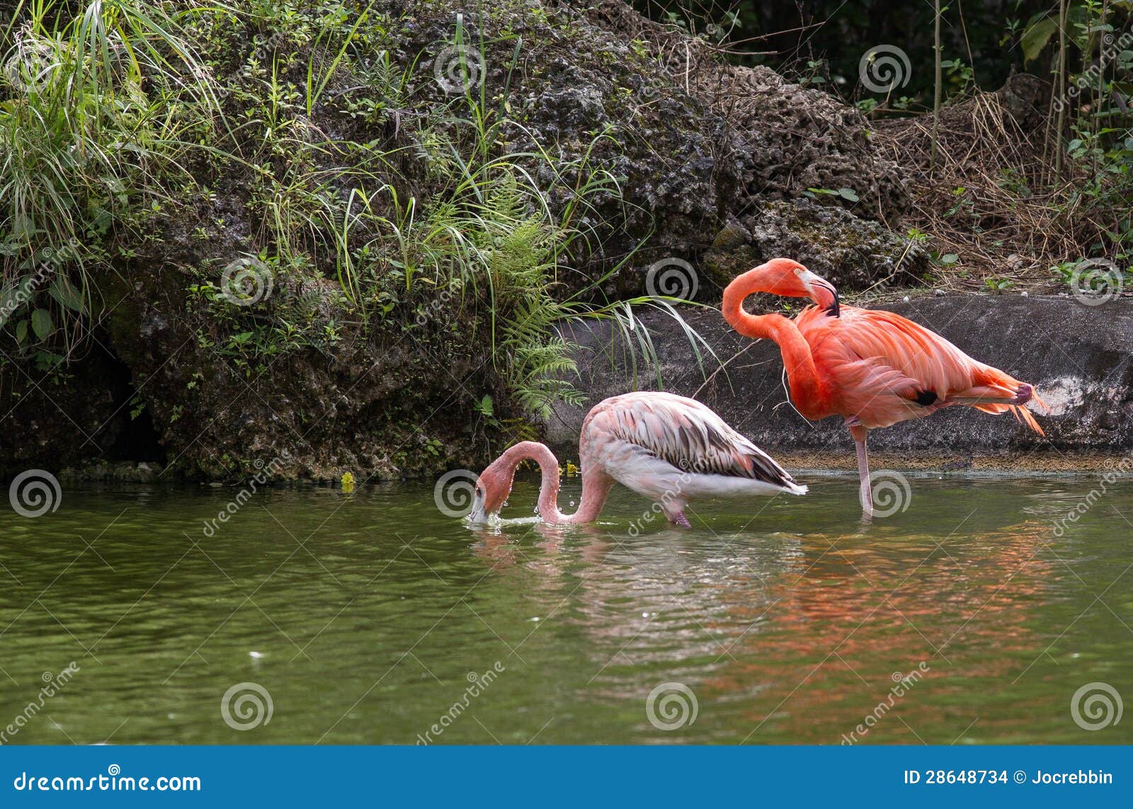 Flamingo family stock photo. Image of tiger, white, birds - 28648734