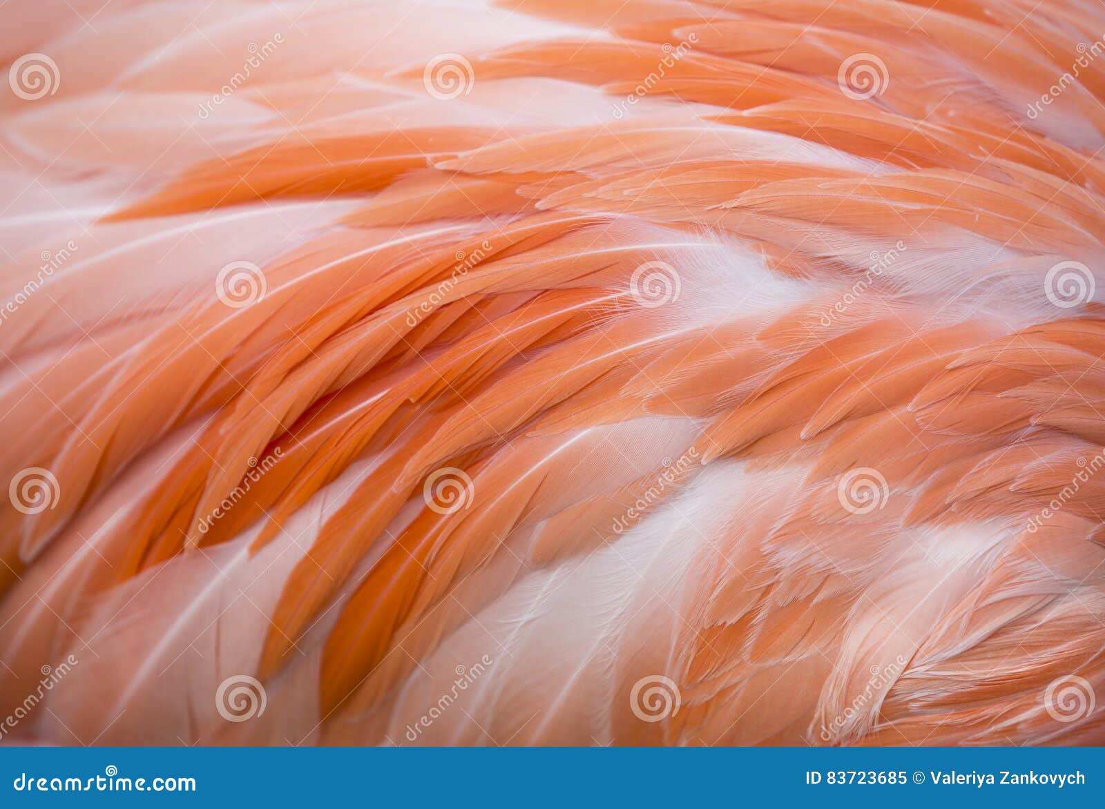 Flamingo Feather Background Stock Image - Image of pattern, print: 83723685