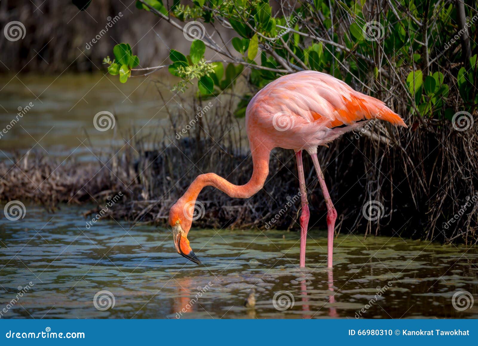989 Small Pink Flamingo Stock Photos - Free & Royalty-Free Stock Photos ...