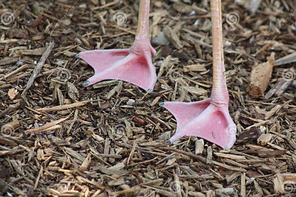 Flamingo feet stock image. Image of pink, bird, wading - 52466879
