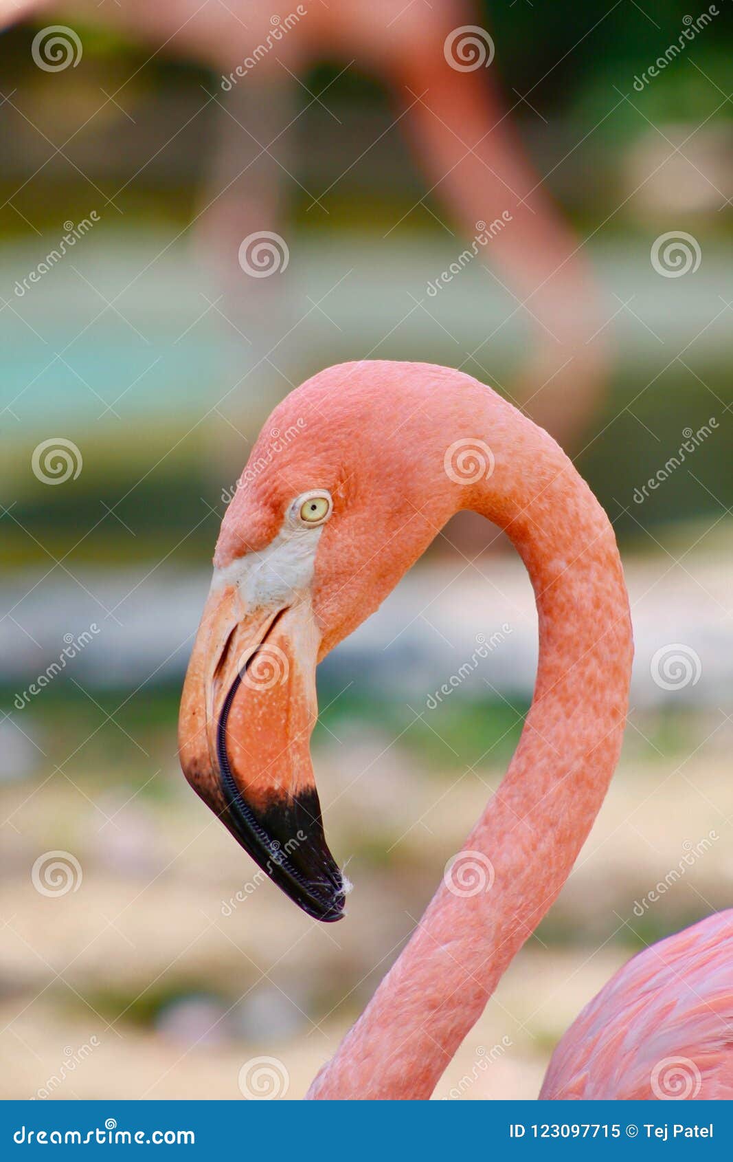 Flamingo stock image. Image of flamingo, safari, eyes - 123097715
