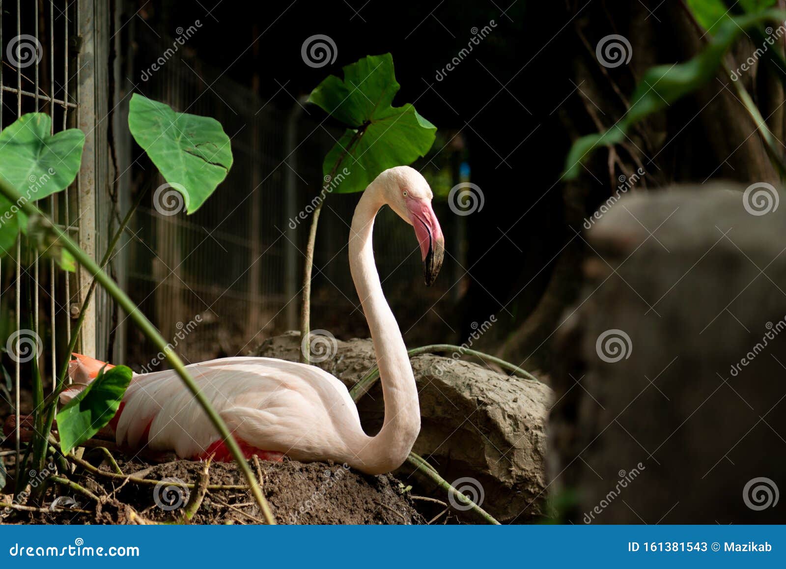 Flamingo stock image. Image of exotic, animal, ornithology - 161381543