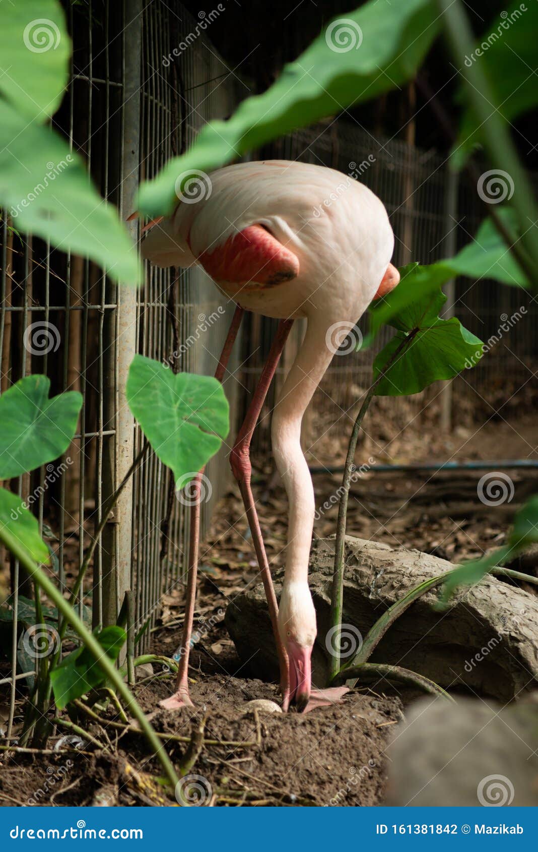 Flamingo stock photo. Image of flamingo, orange, nature - 161381842