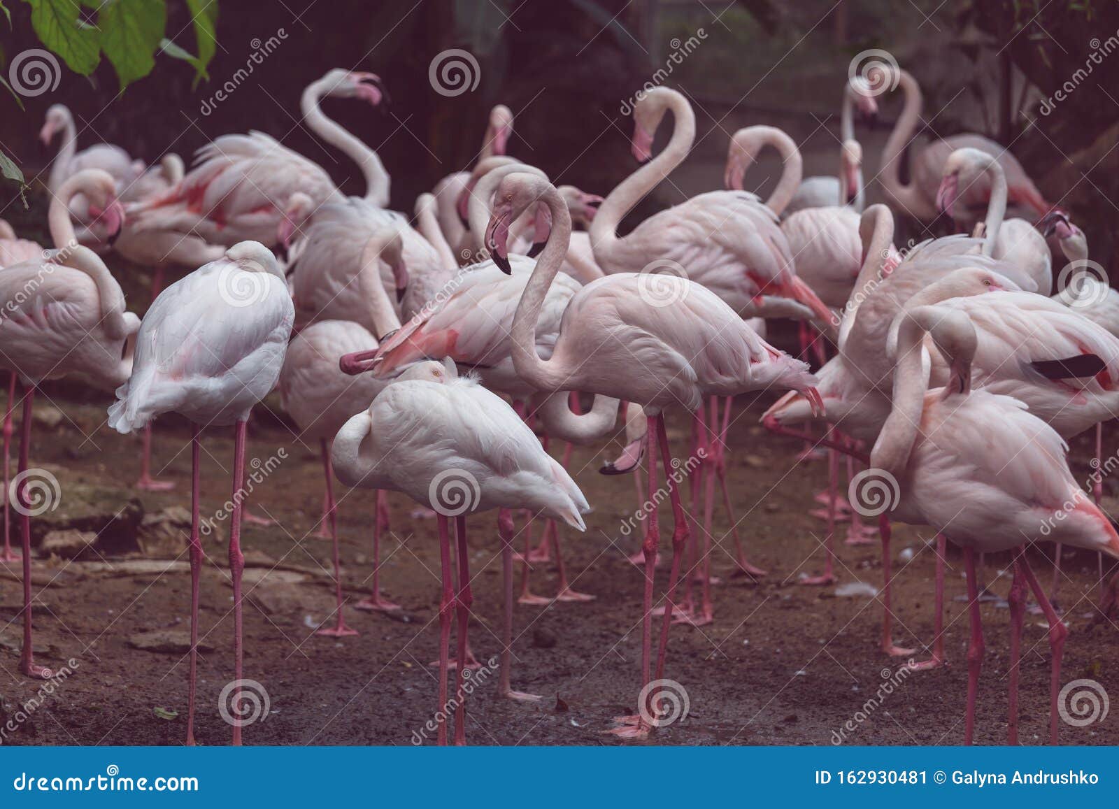 Flamingo stock image. Image of altiplano, tourist, andes - 162930481