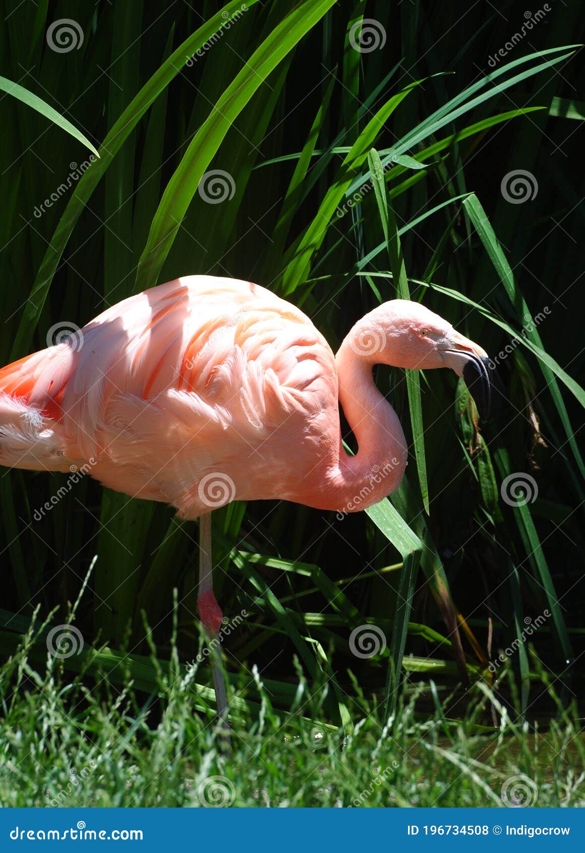 Flamingo stock photo. Image of plant, beak, flamingo - 196734508
