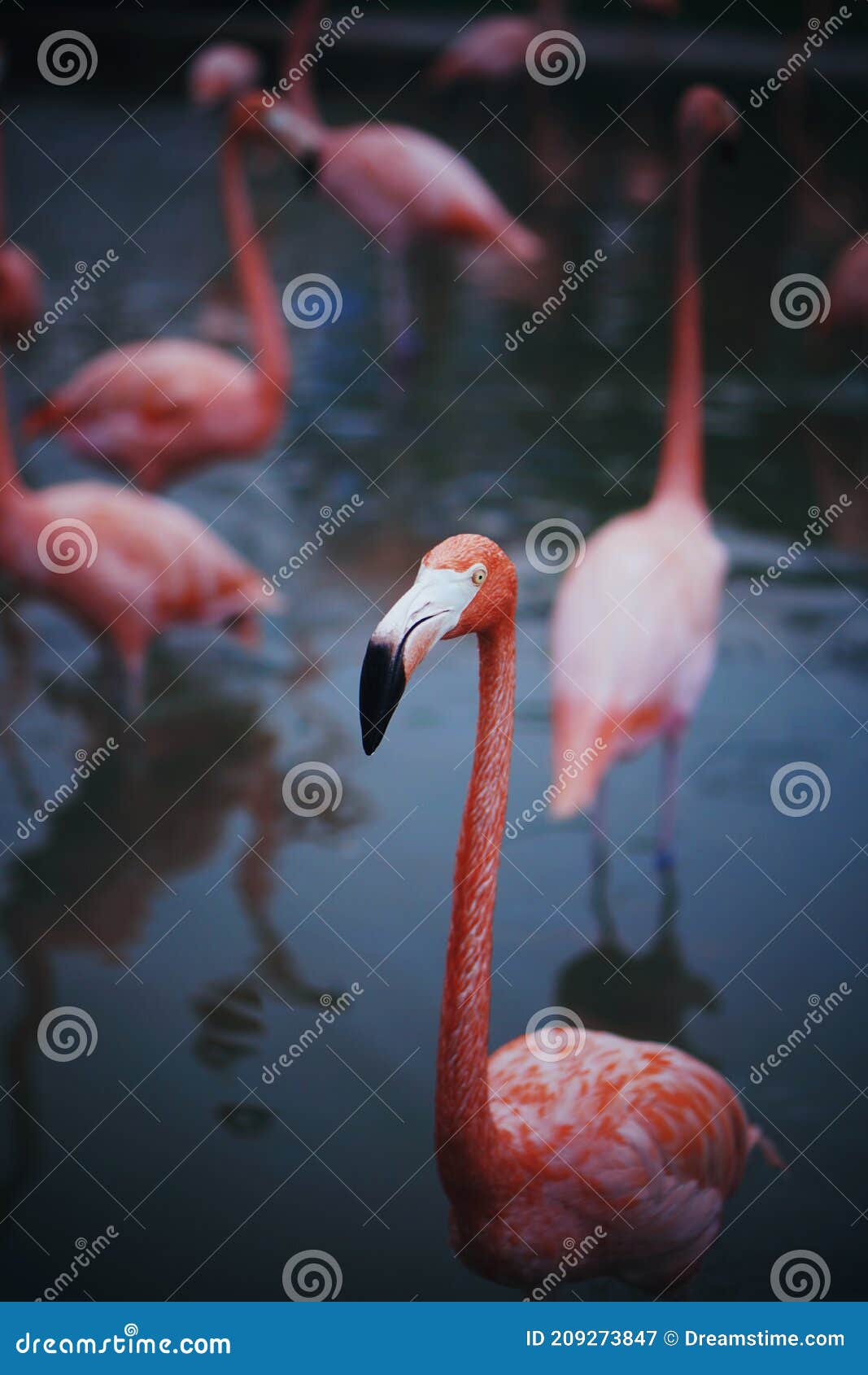Flamingo Flamingos Cool Tone Stock Image - Image of animal, flower ...