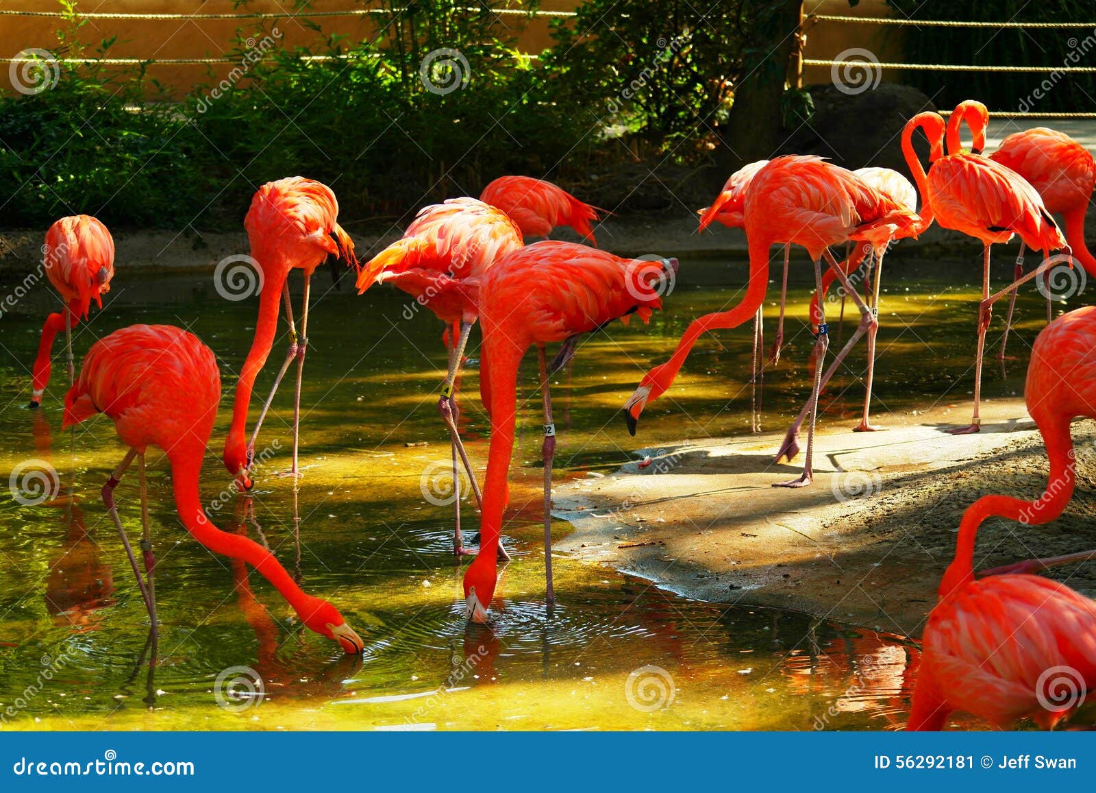 Flamingo stock image. Image of wading, shore, beaks, birds - 56292181