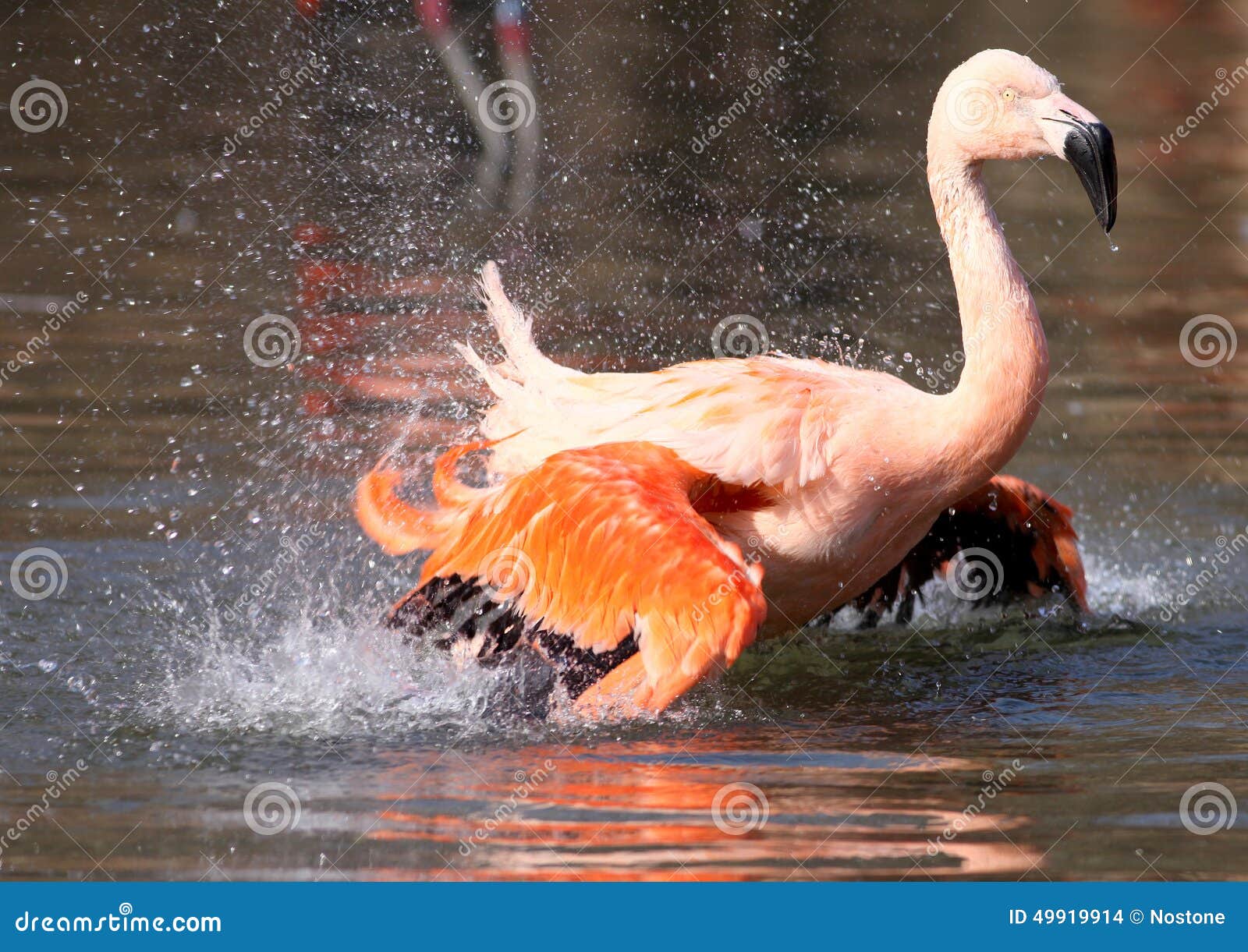 Flamingo stock photo. Image of flamingo, beak, webbed - 49919914