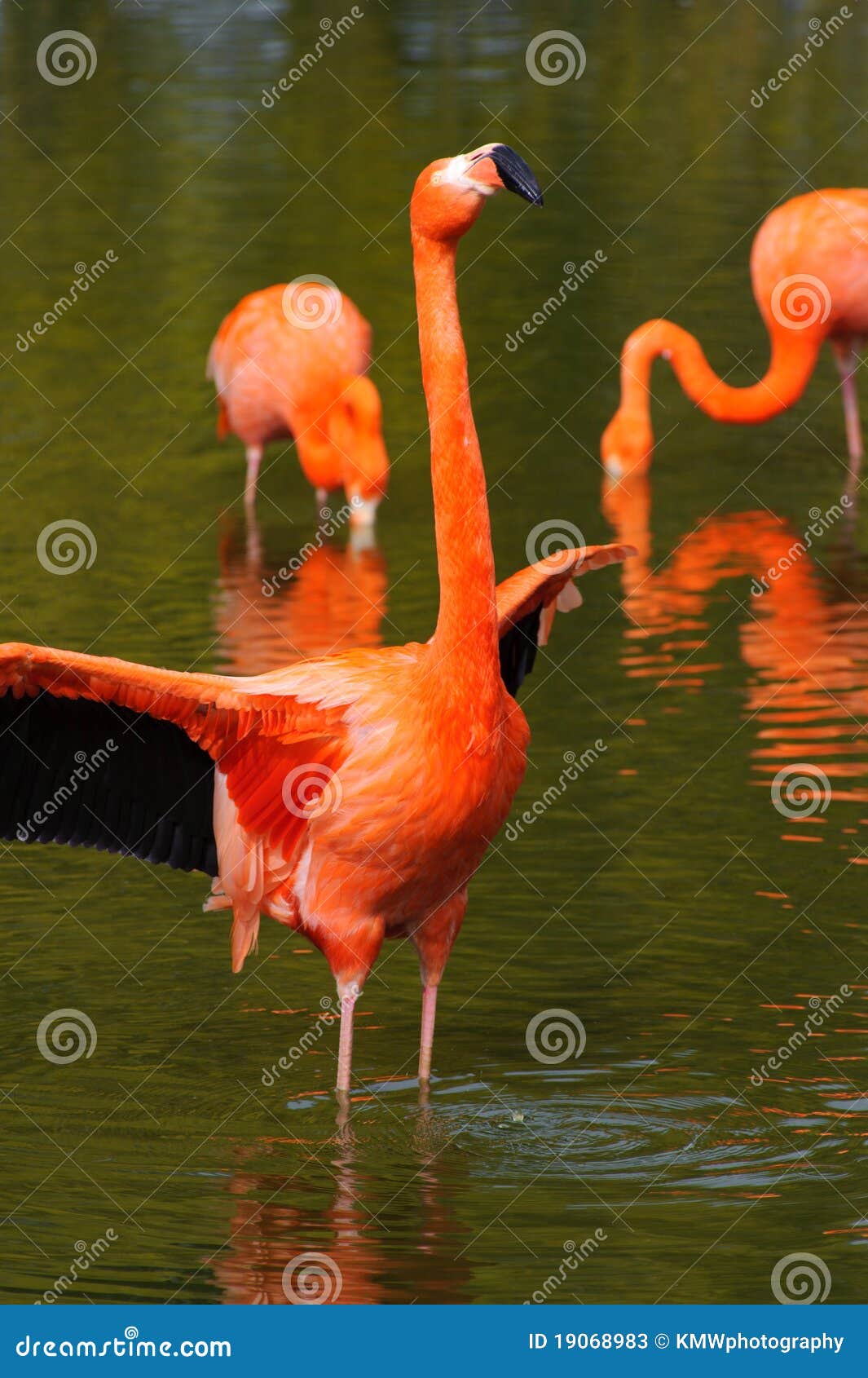 Flamingo Flapping Wings Stock Photos - Free & Royalty-Free Stock Photos ...
