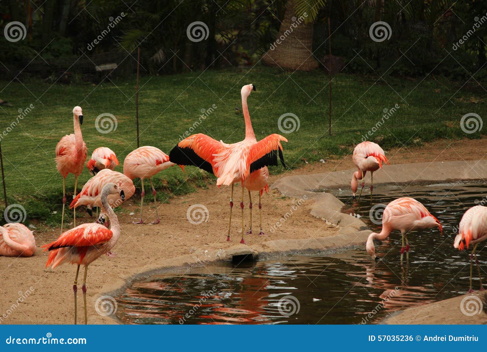 Flamingo Flapping Wings Landscape Stock Photos - Free & Royalty-Free ...