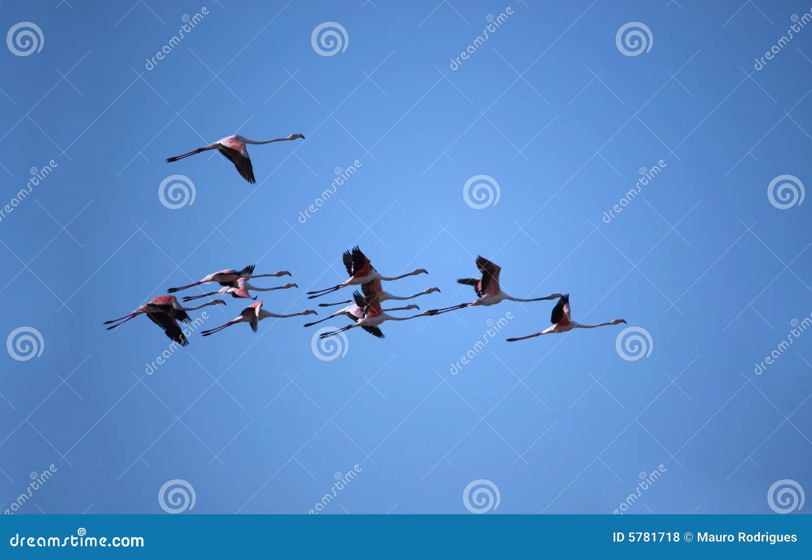 Flamingo flight stock photo. Image of bird, wildlife, blue - 5781718