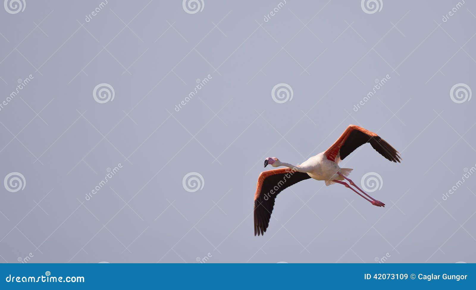 Flamingo in Flight stock image. Image of beak, bird, flying - 42073109