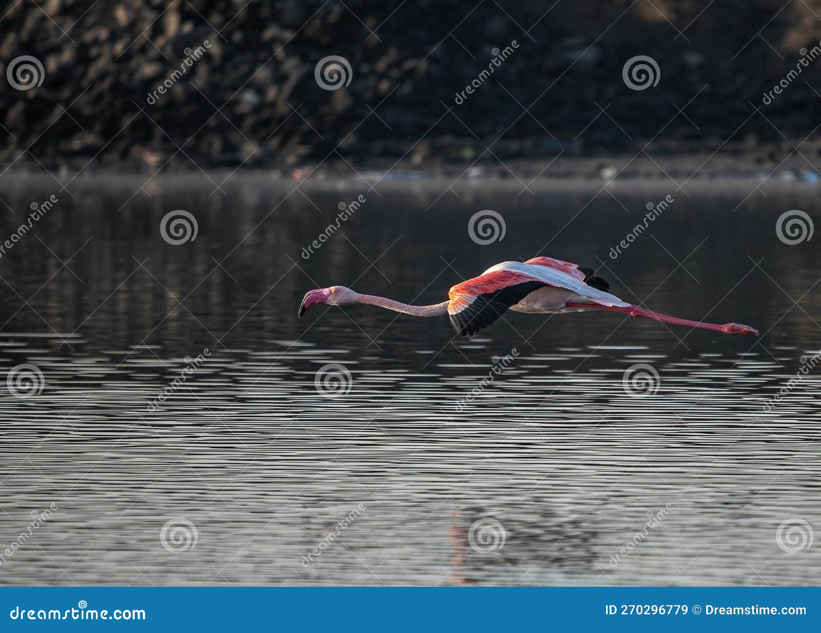 A flamingo in flight stock image. Image of caribbean - 270296779