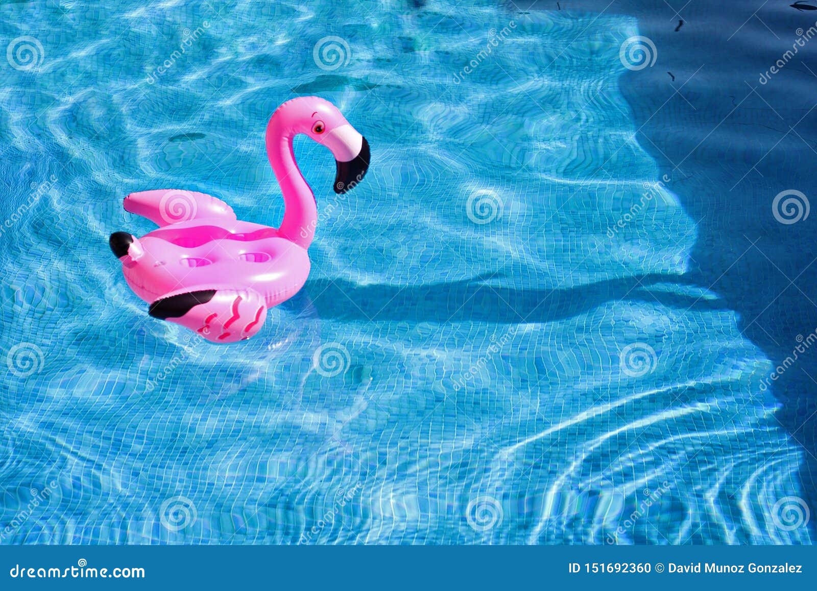Flamingo Float in the Pool. Stock Photo - Image of summer, nature ...