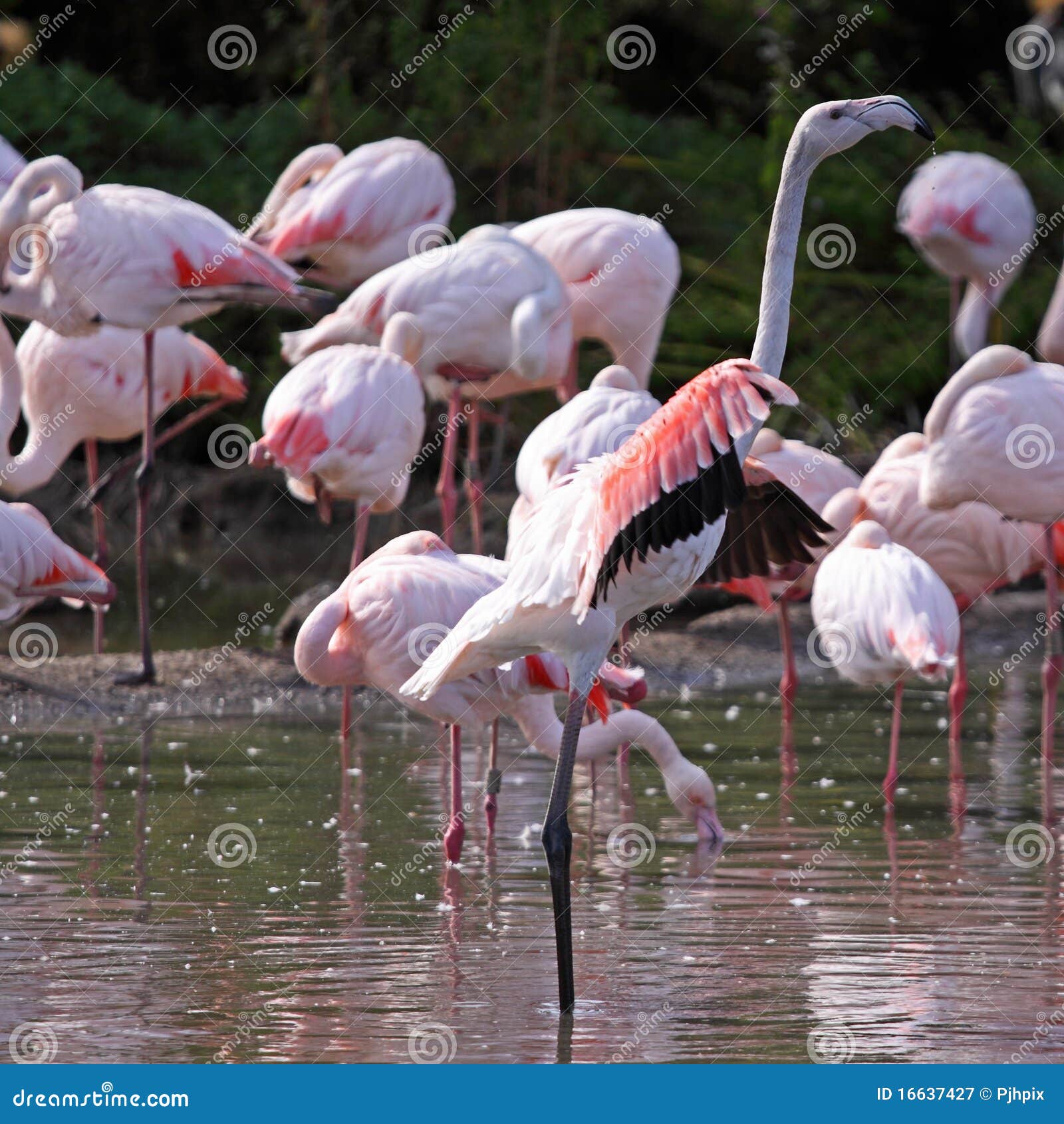 Flamingo Flock stock image. Image of white, rose, long - 16637427