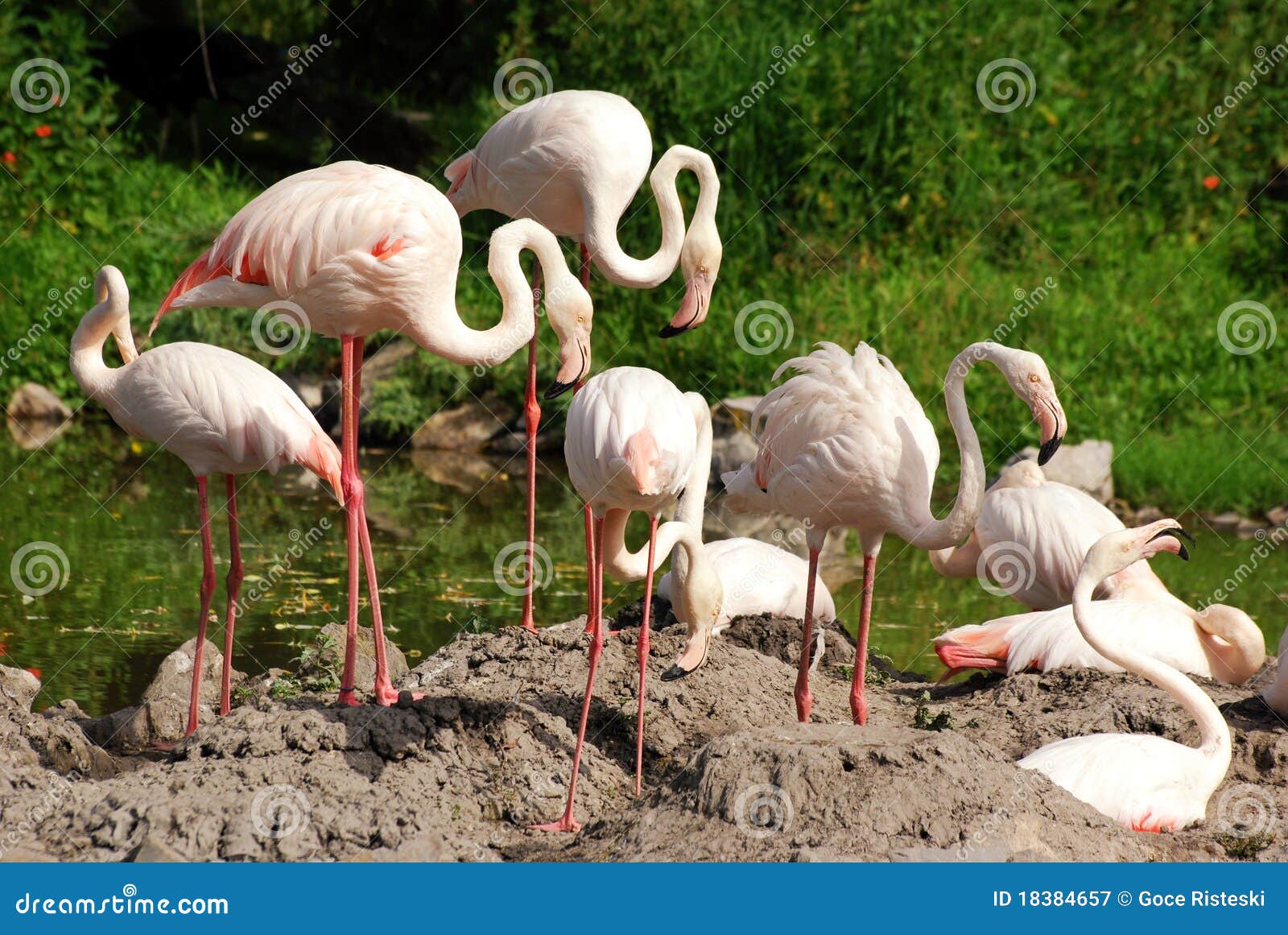 Flamingo flock stock image. Image of necked, outdoor - 18384657