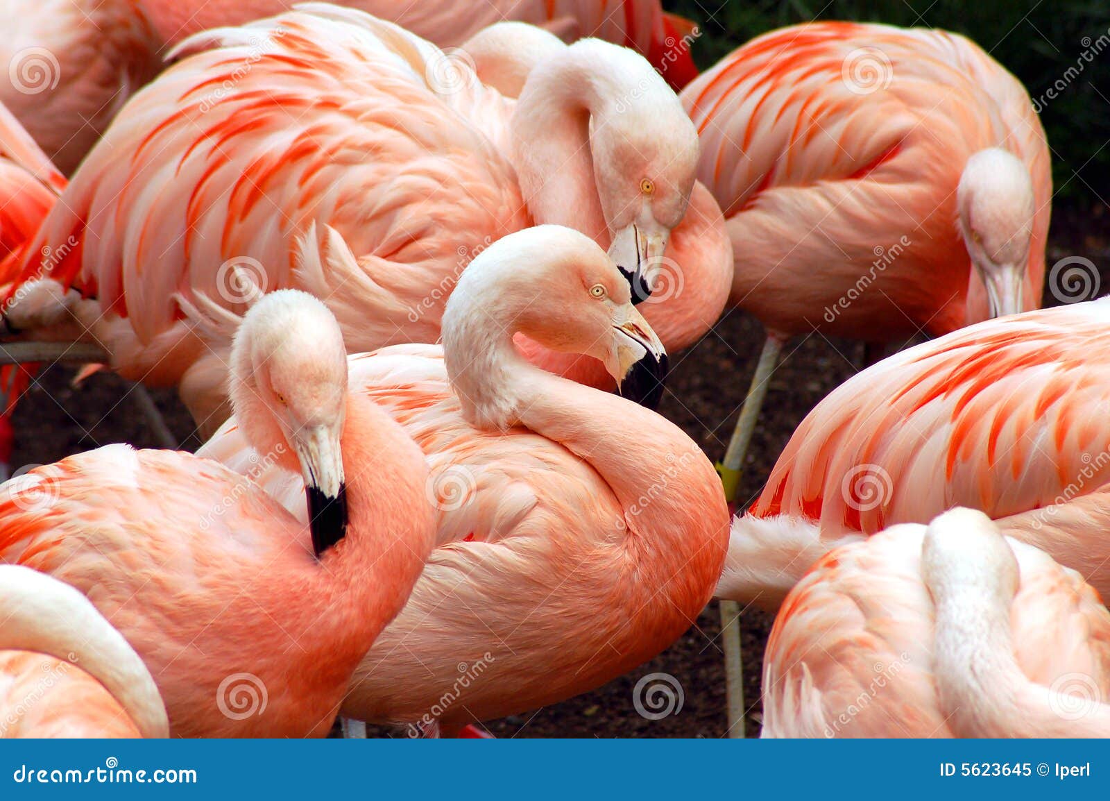 Flamingo flock stock image. Image of flamingo, feathers - 5623645