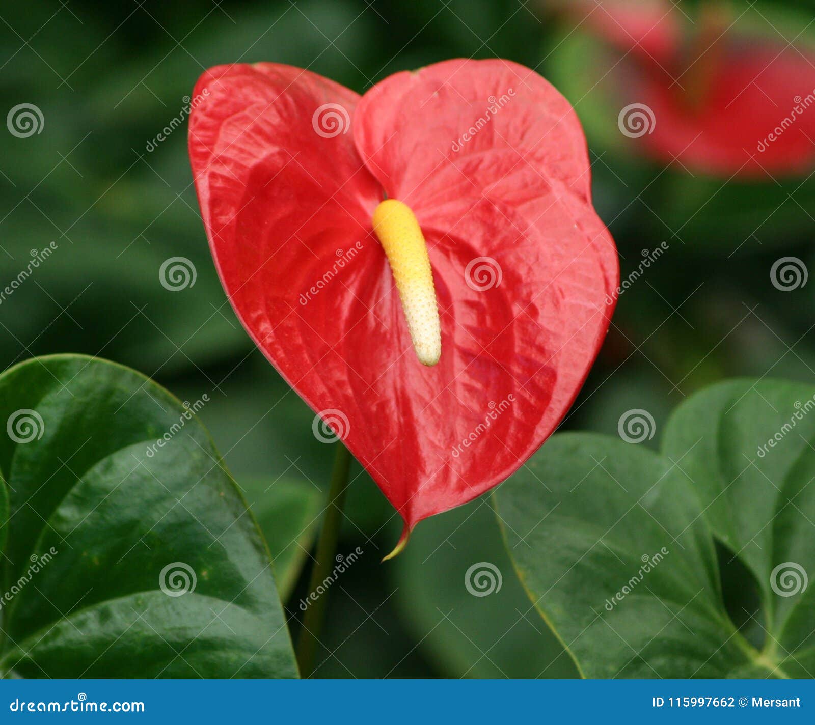 Flamingo Flower in a Garden Stock Photo - Image of plant, tropical ...
