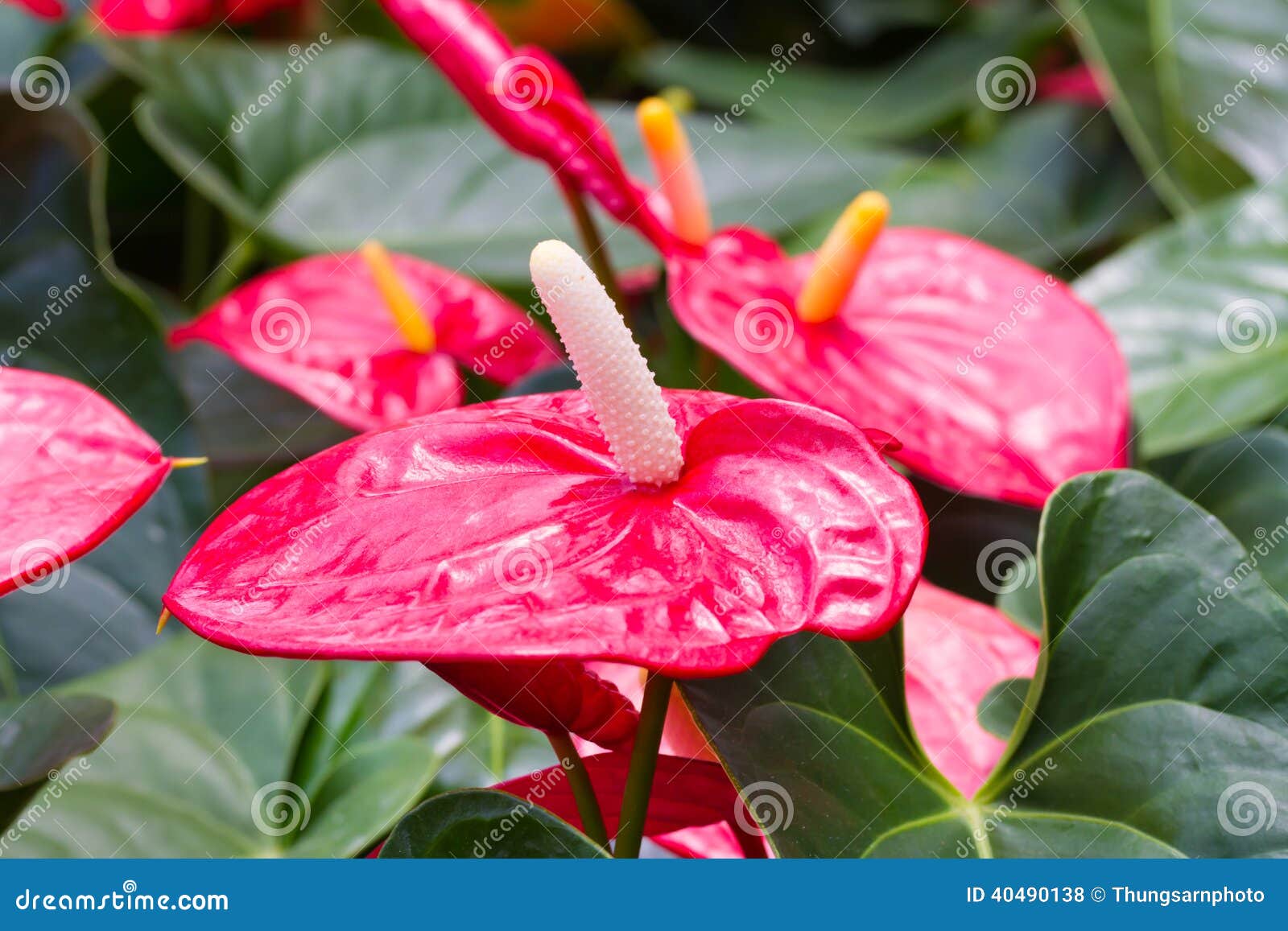 Flamingo Flowers With Leaf, Anthurium Flowers Isolated On White ...