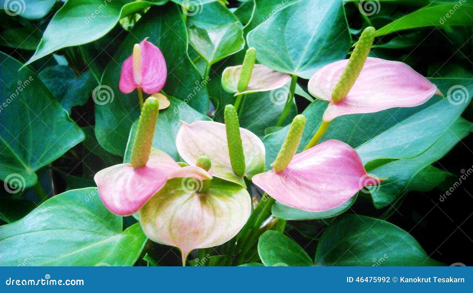 Flamingo flowers stock photo. Image of flowers, plant - 46475992