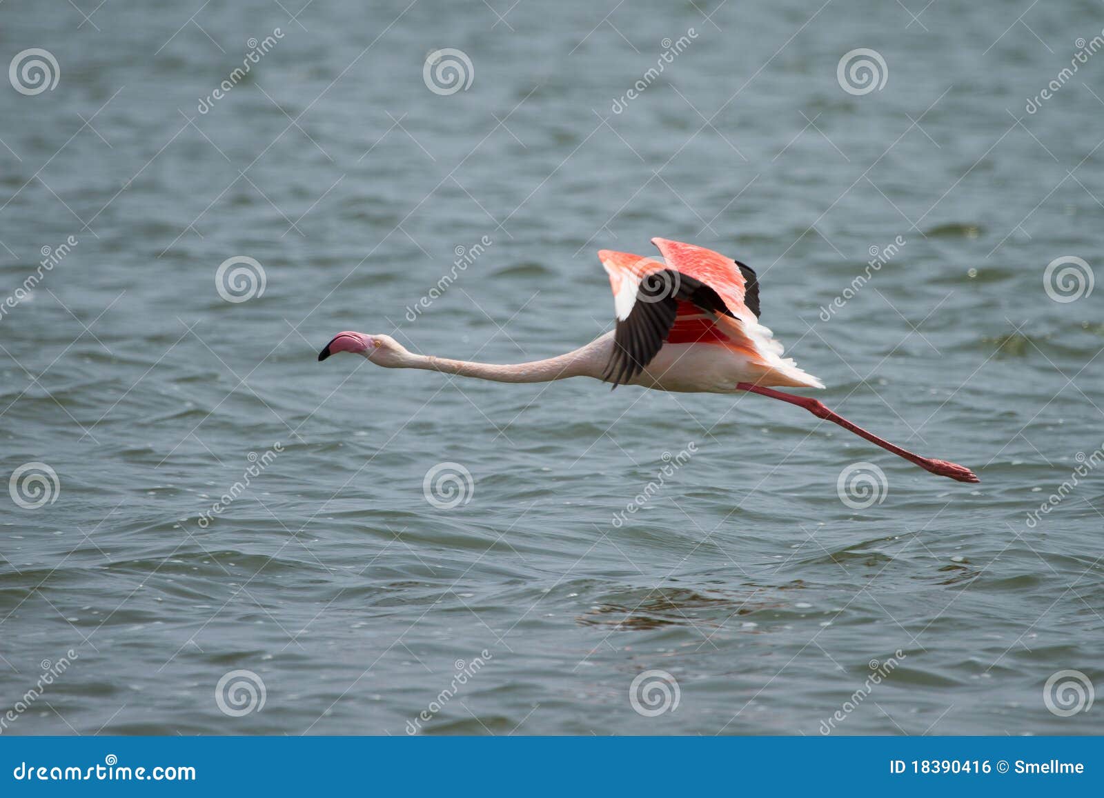 Flamingo flying stock photo. Image of flamingo, flock - 18390416