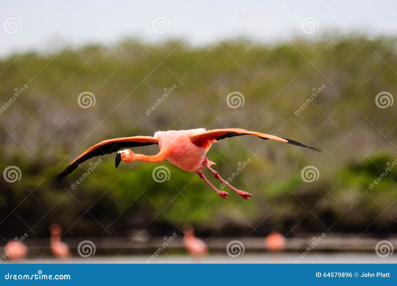 A Flamingo Flying Past in the Galapagos Stock Photo - Image of ...