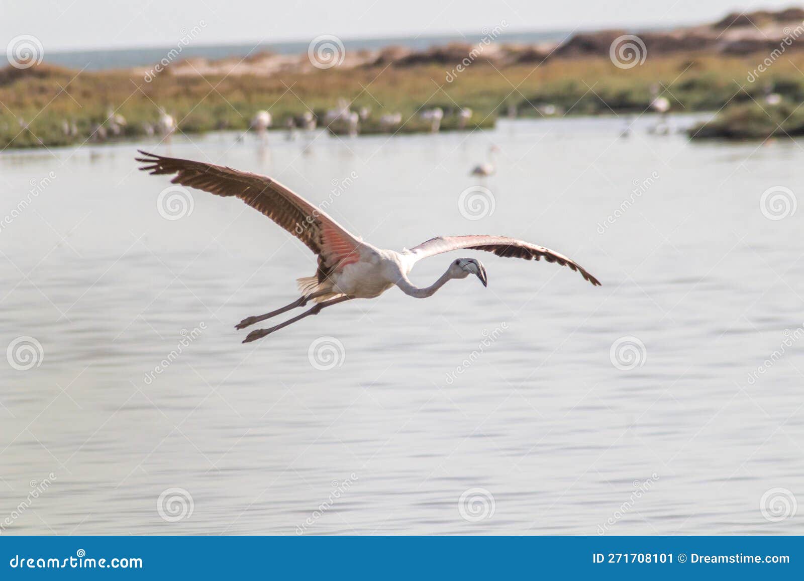 Flamingo Flying, Atacama Salt Flat Desert, Chile Stock Photography ...