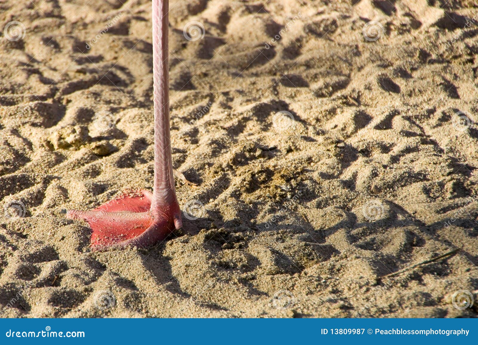 Flamingo Foot stock image. Image of sunset, beach, claw - 13809987