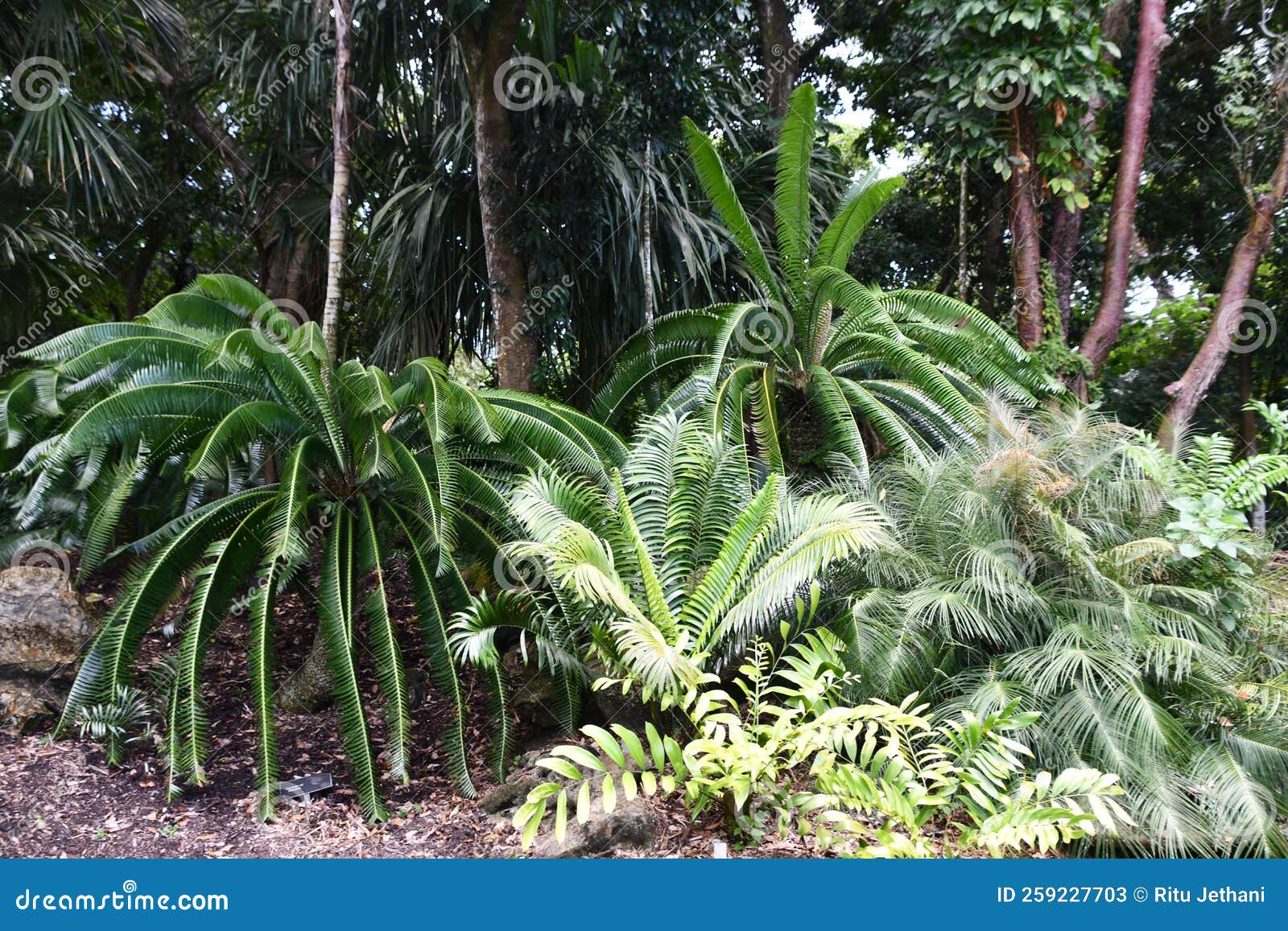 Flamingo Gardens in Davie, Florida Editorial Stock Photo - Image of ...
