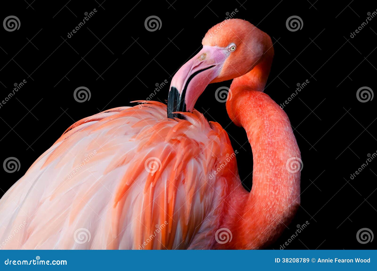 108 Flamingo Pruning Stock Photos - Free & Royalty-Free Stock Photos ...
