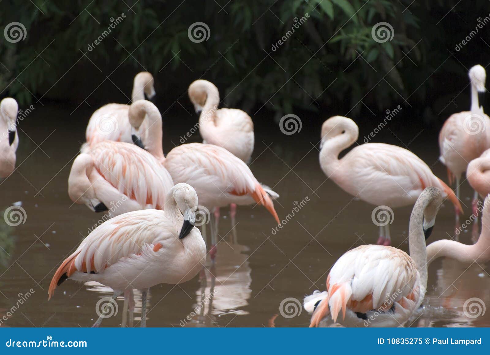 Flamingo group stock image. Image of water, scenic, wild - 10835275
