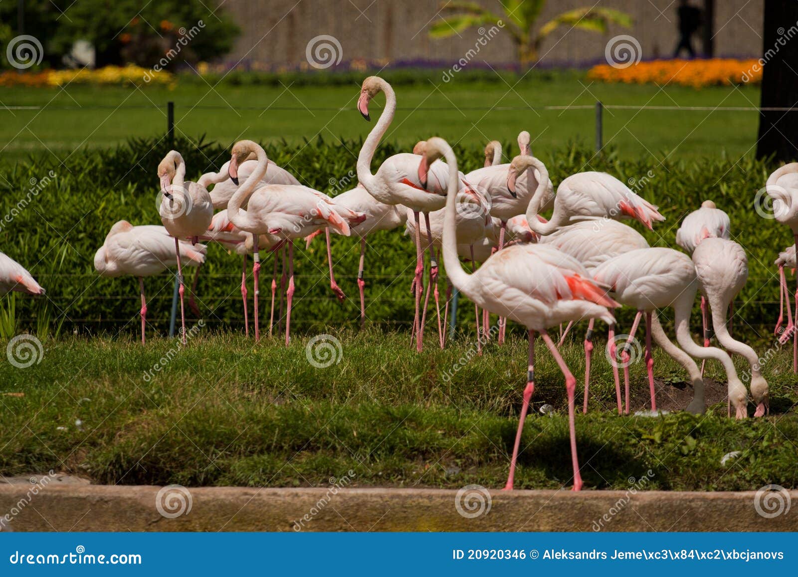 Flamingo group stock photo. Image of tropical, grace - 20920346
