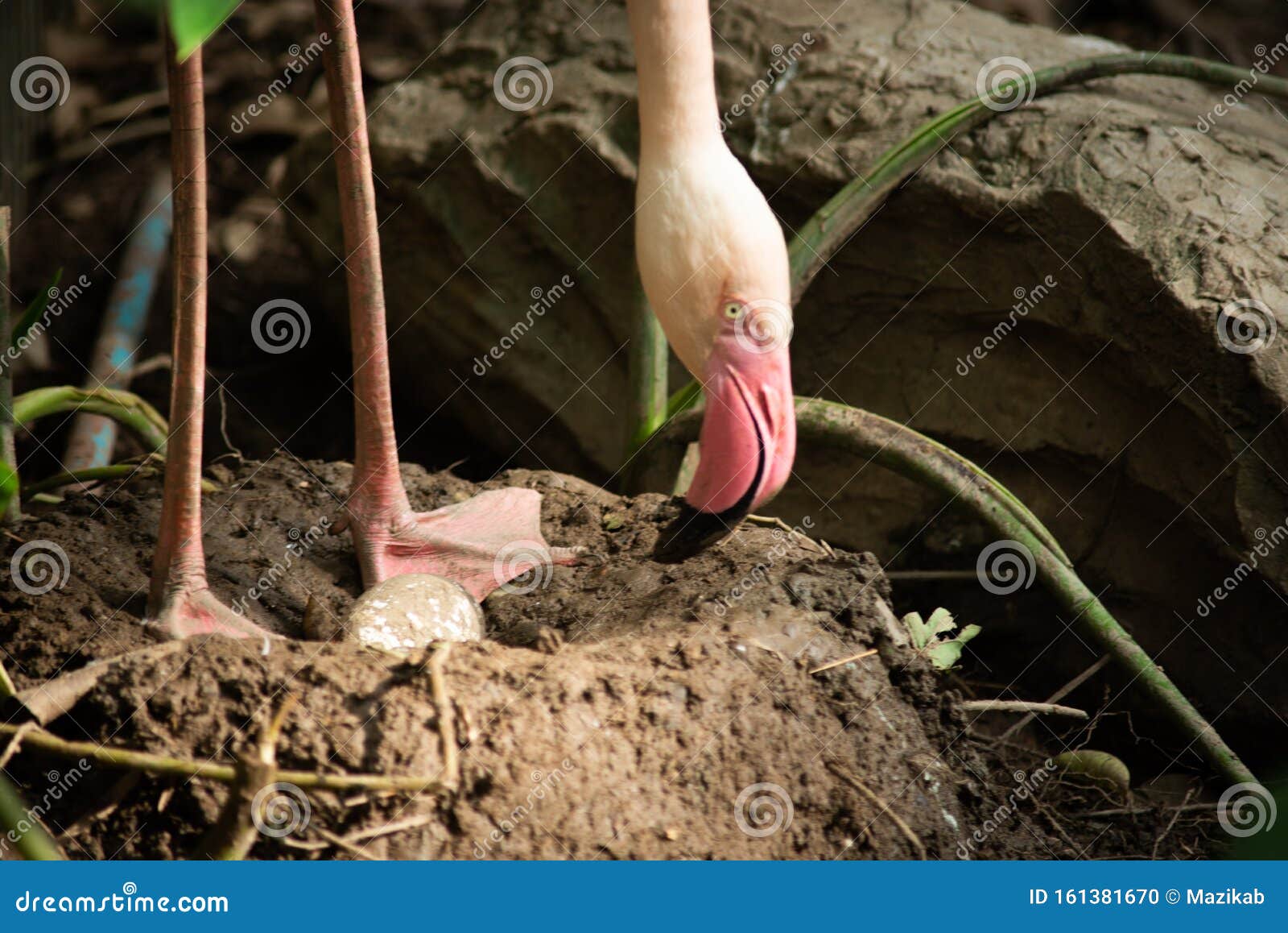 Flamingo stock photo. Image of ornithology, park, american - 161381670