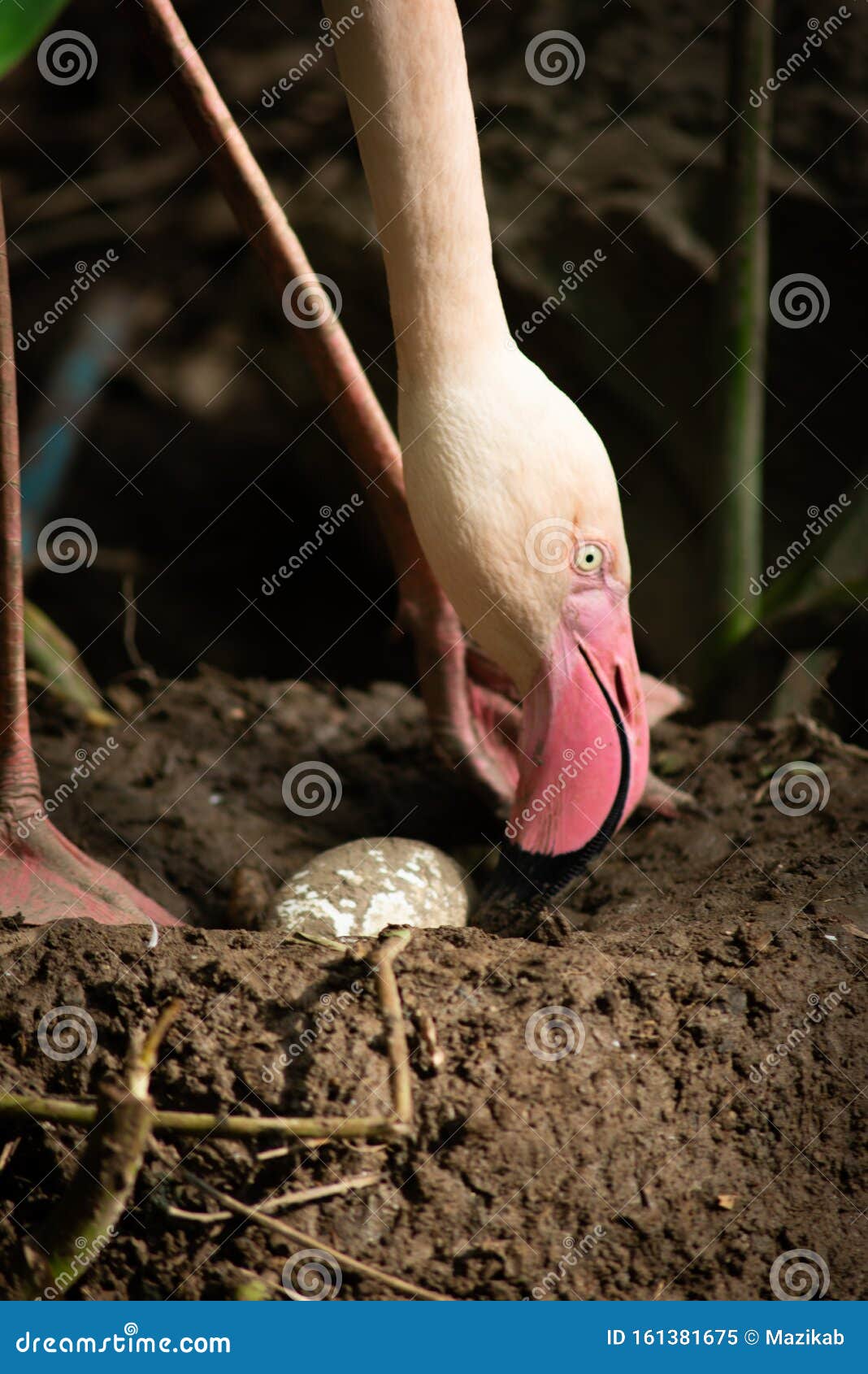 Flamingo stock image. Image of greater, pink, care, beak - 161381675